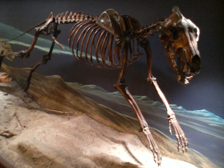 The Bioethics of De-Extinction — The National Catholic Bioethics Center
