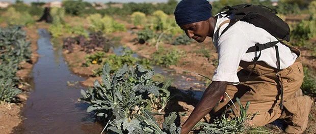 MEDIA — PROJECT ROOTS