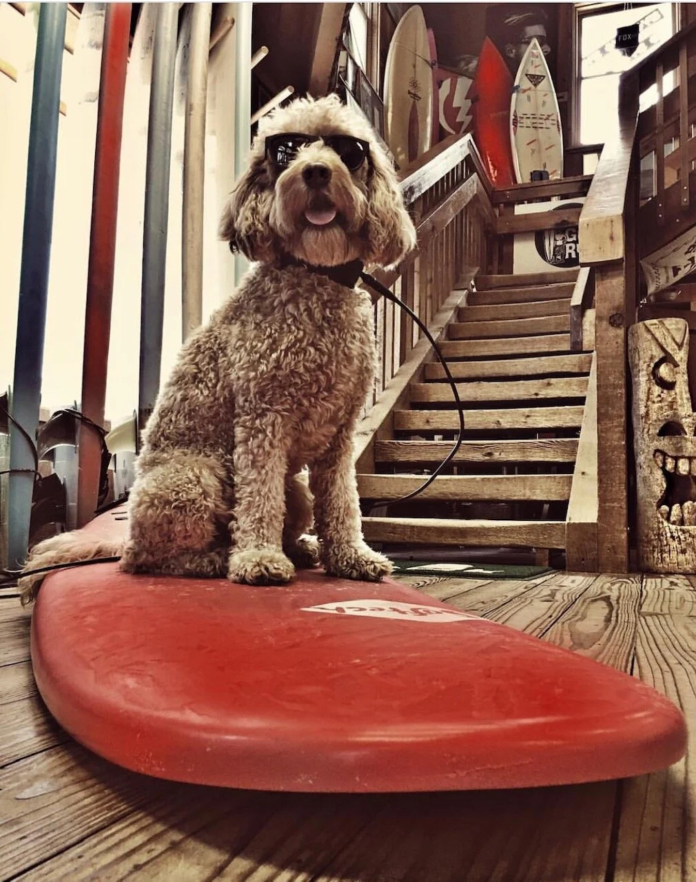 About 2 Salty Dog Surf Shop