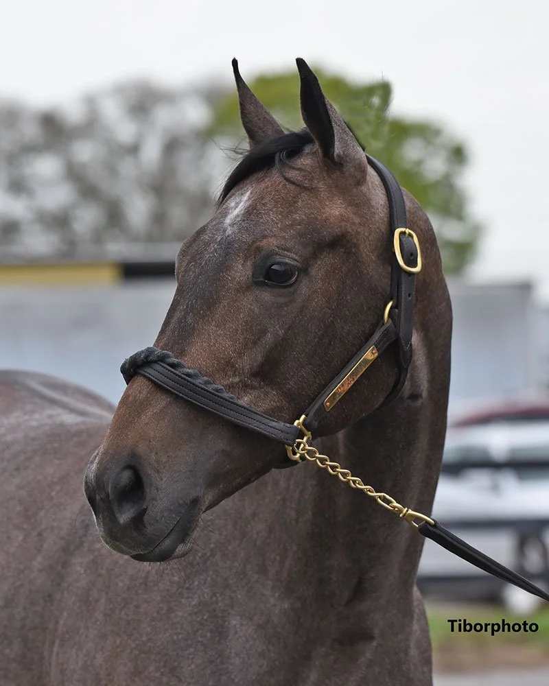 Our Horses — Bloom Racing Stable