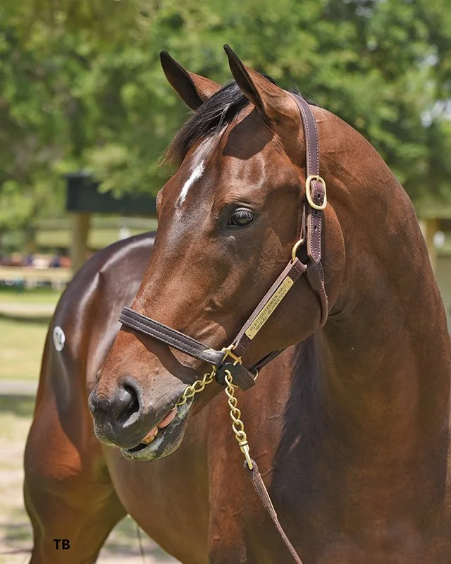 Our Horses — Bloom Racing Stable