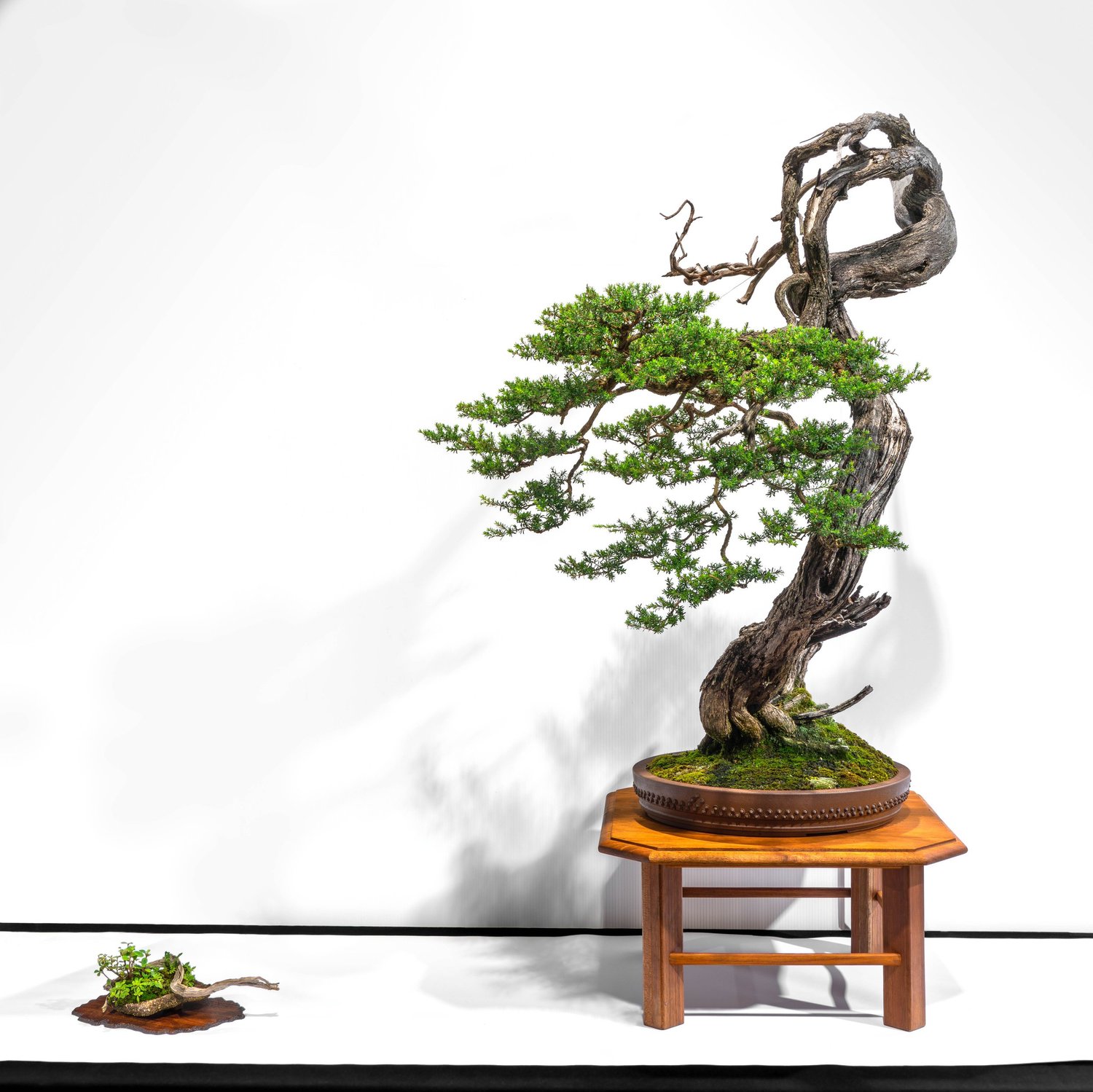 Central Coast Bonsai Club Inc.