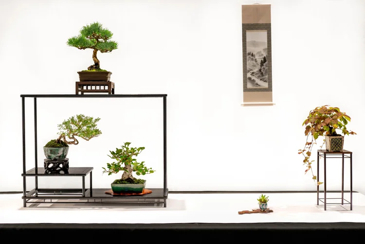 Central Coast Bonsai Club Inc.