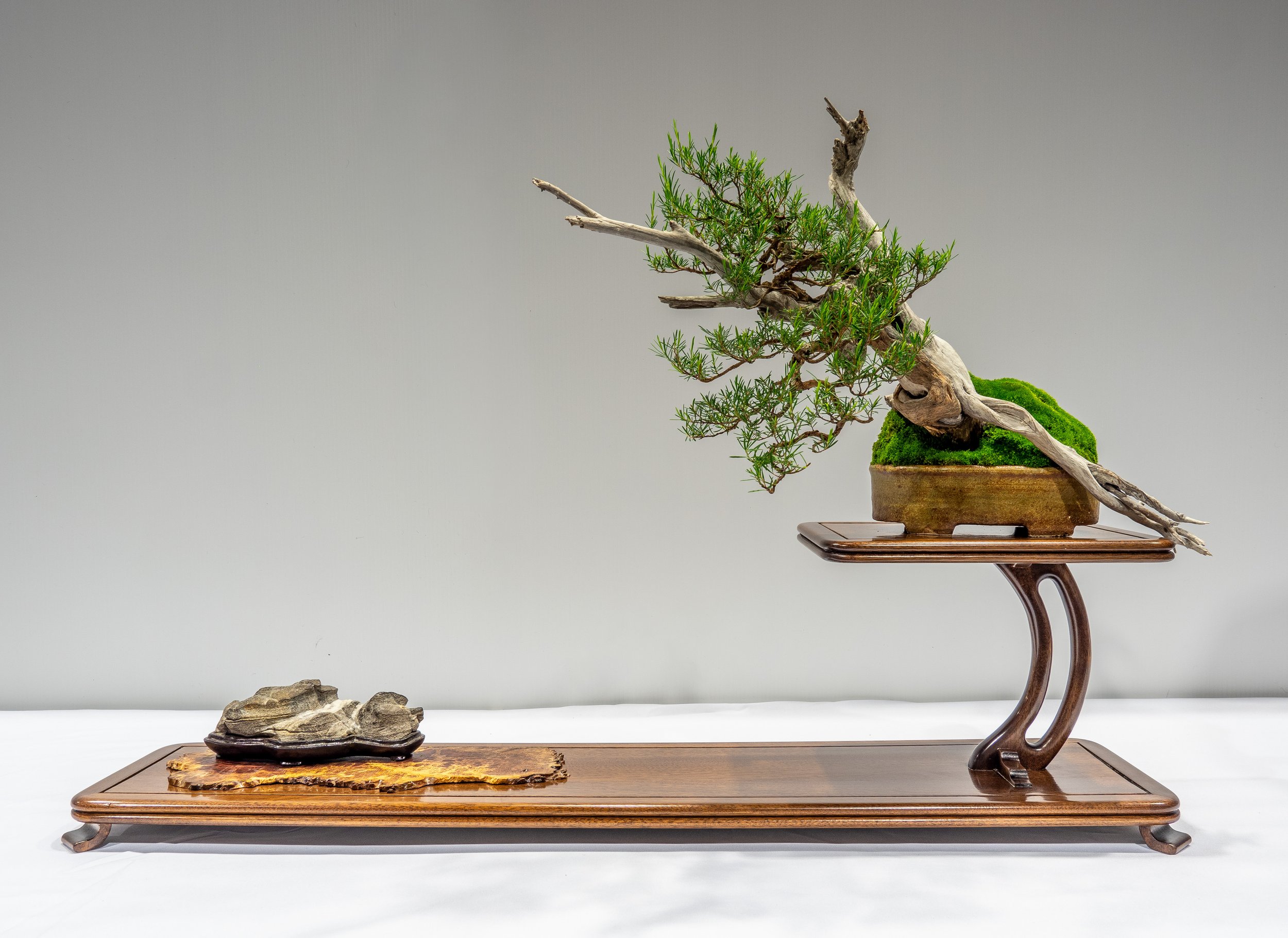 2022 Bonsai Open and Shohin Pot Competition — Central Coast Bonsai Club ...