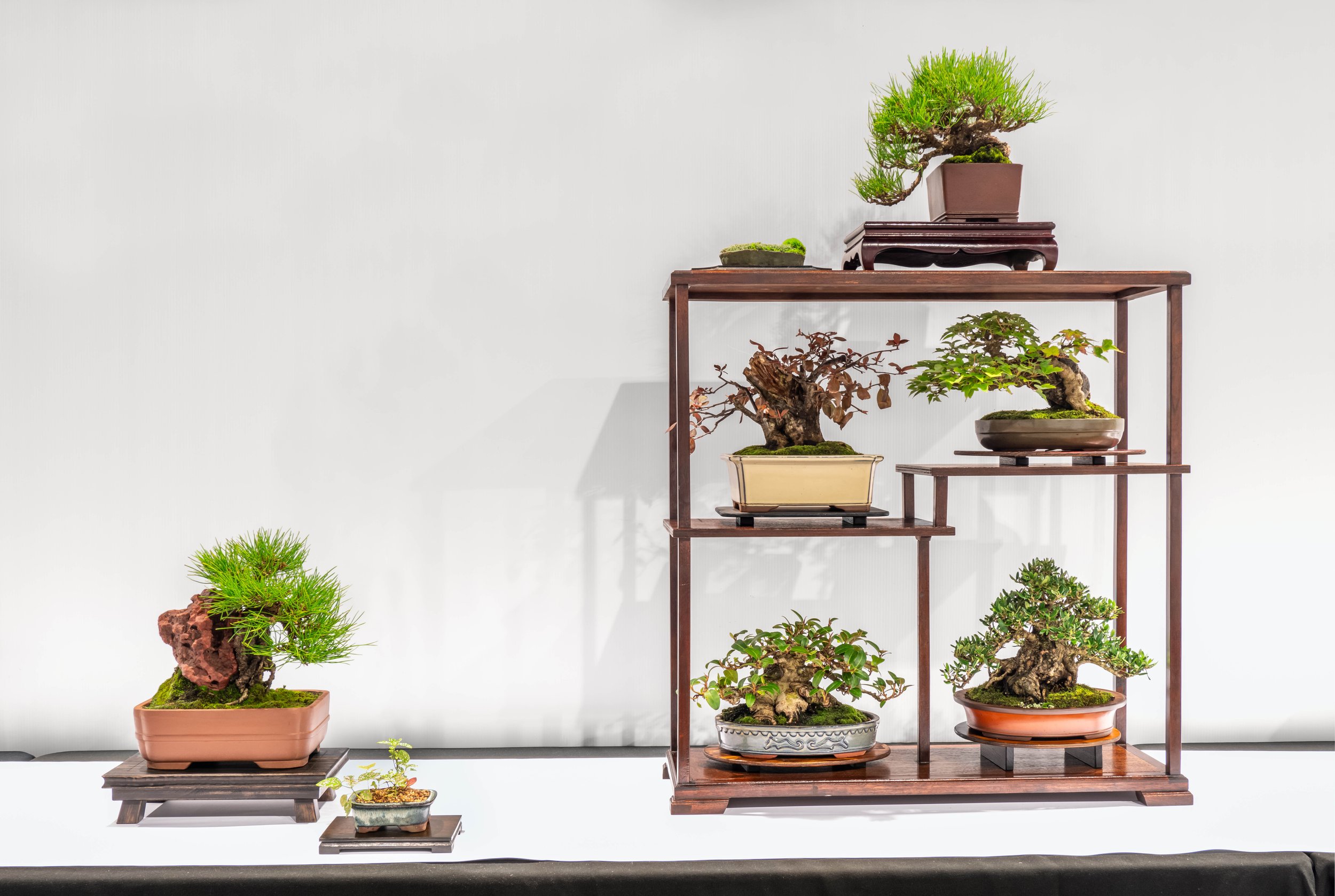 Central Coast Bonsai Club Inc.