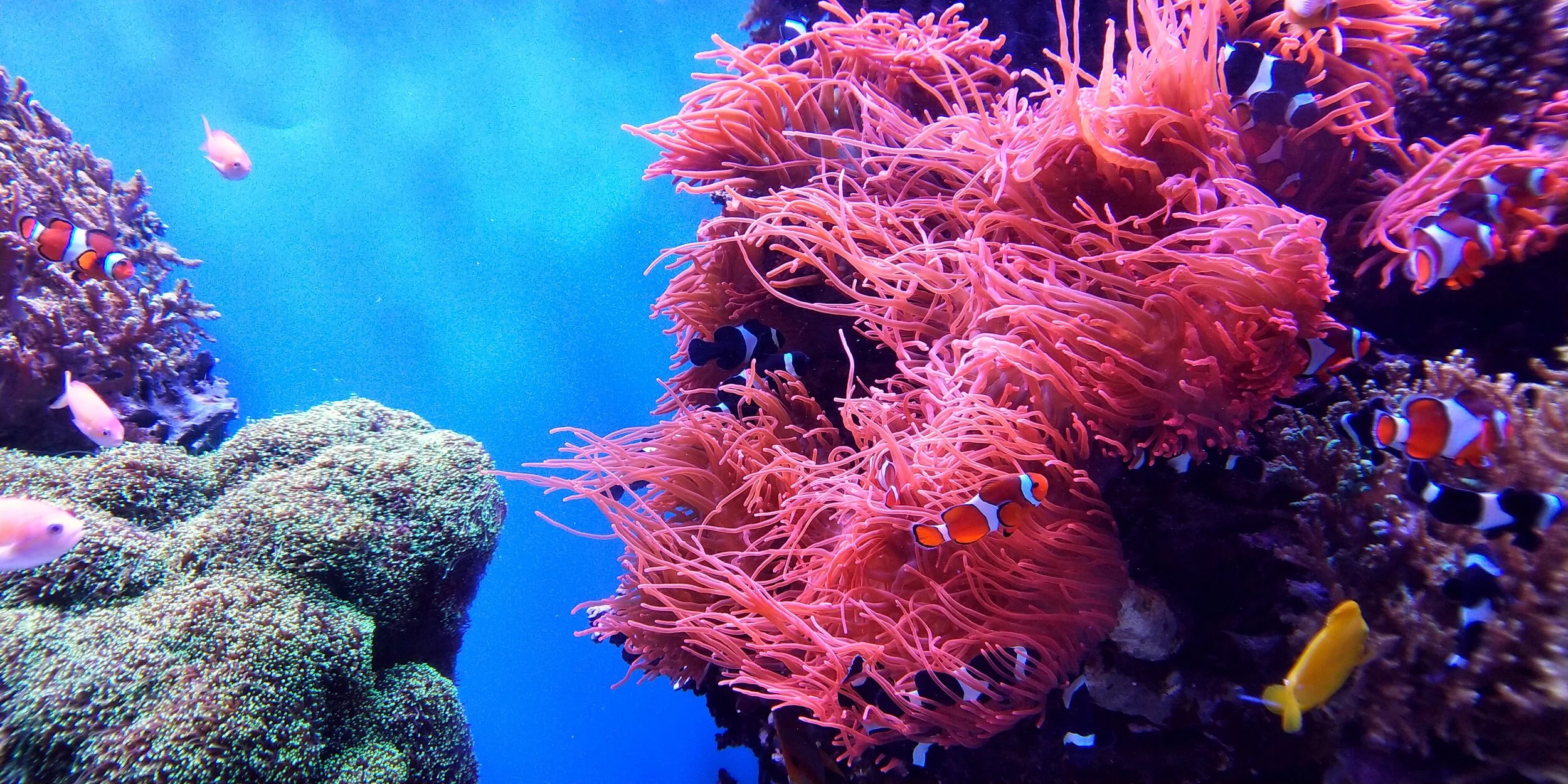 How the clownfish and sea anemone benefit one another — C.L. Wanderings
