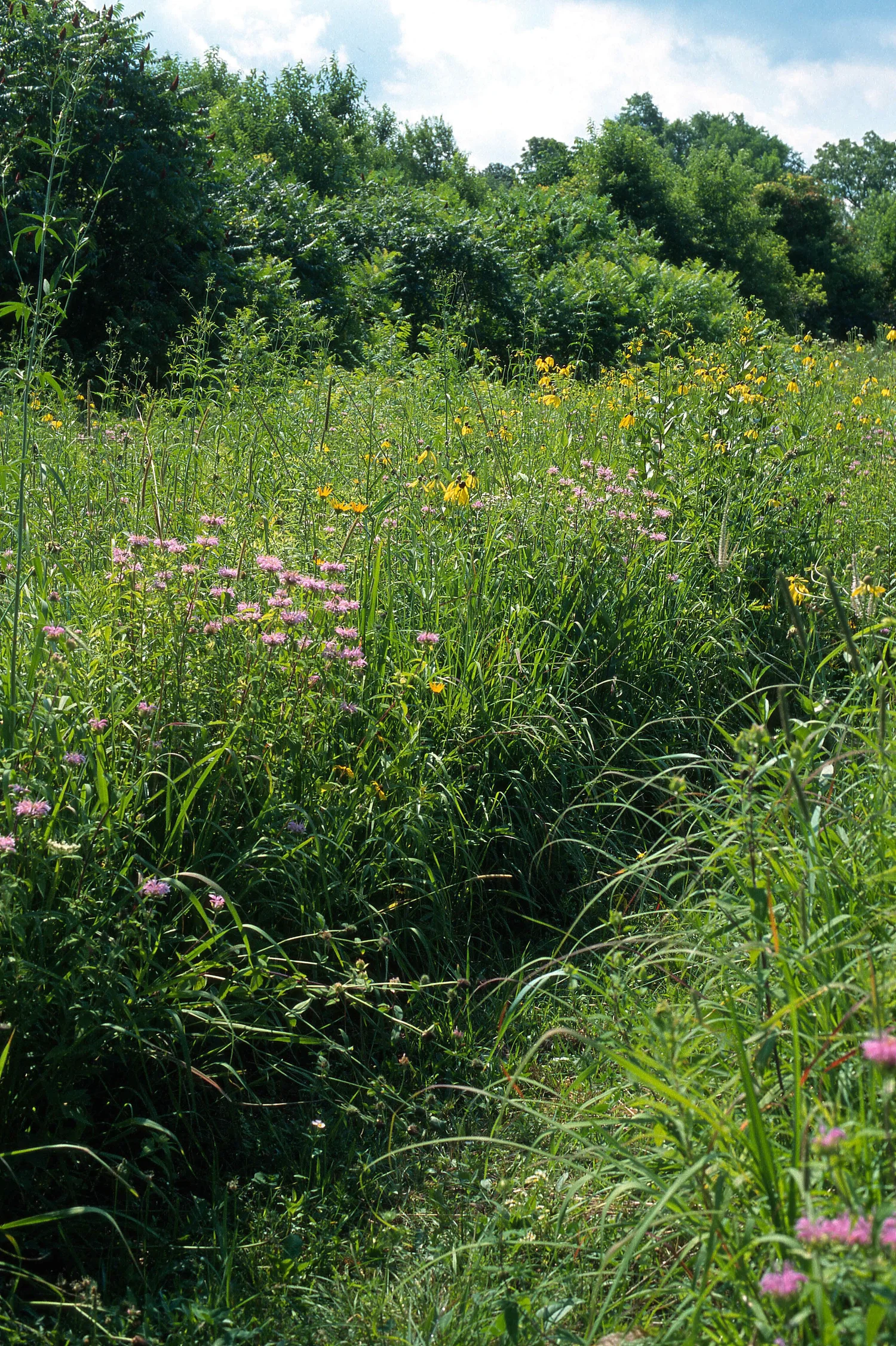 Tallgrass Prairie — Fernwood Botanical Garden