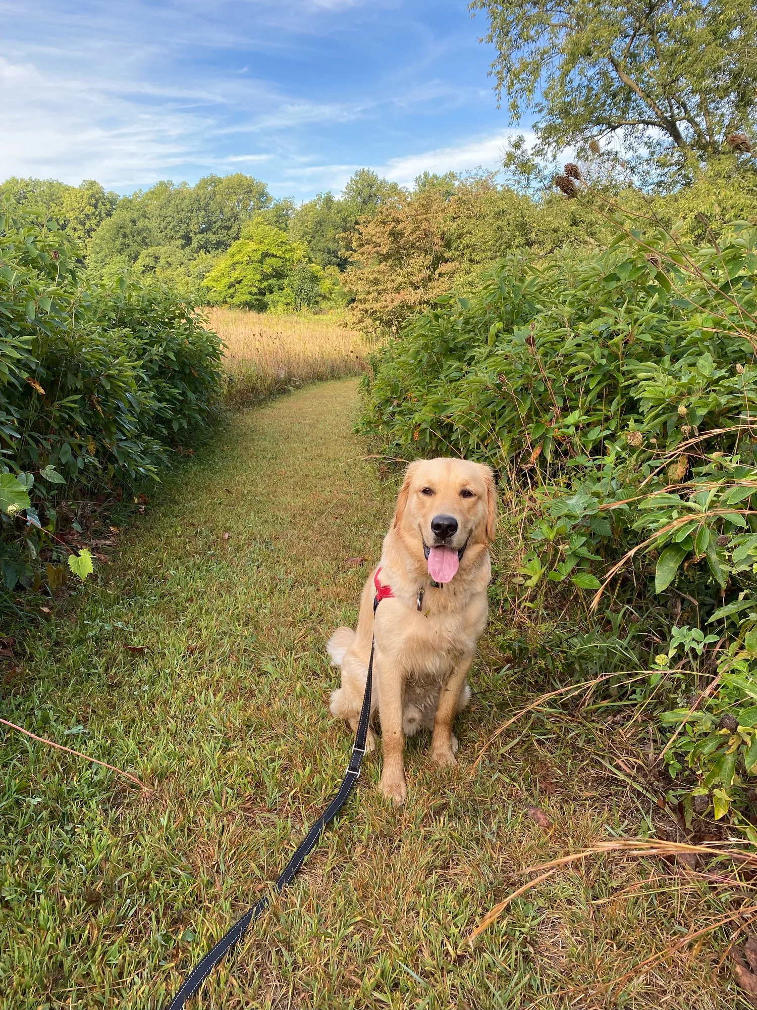 Member Dog Days — Fernwood Botanical Garden