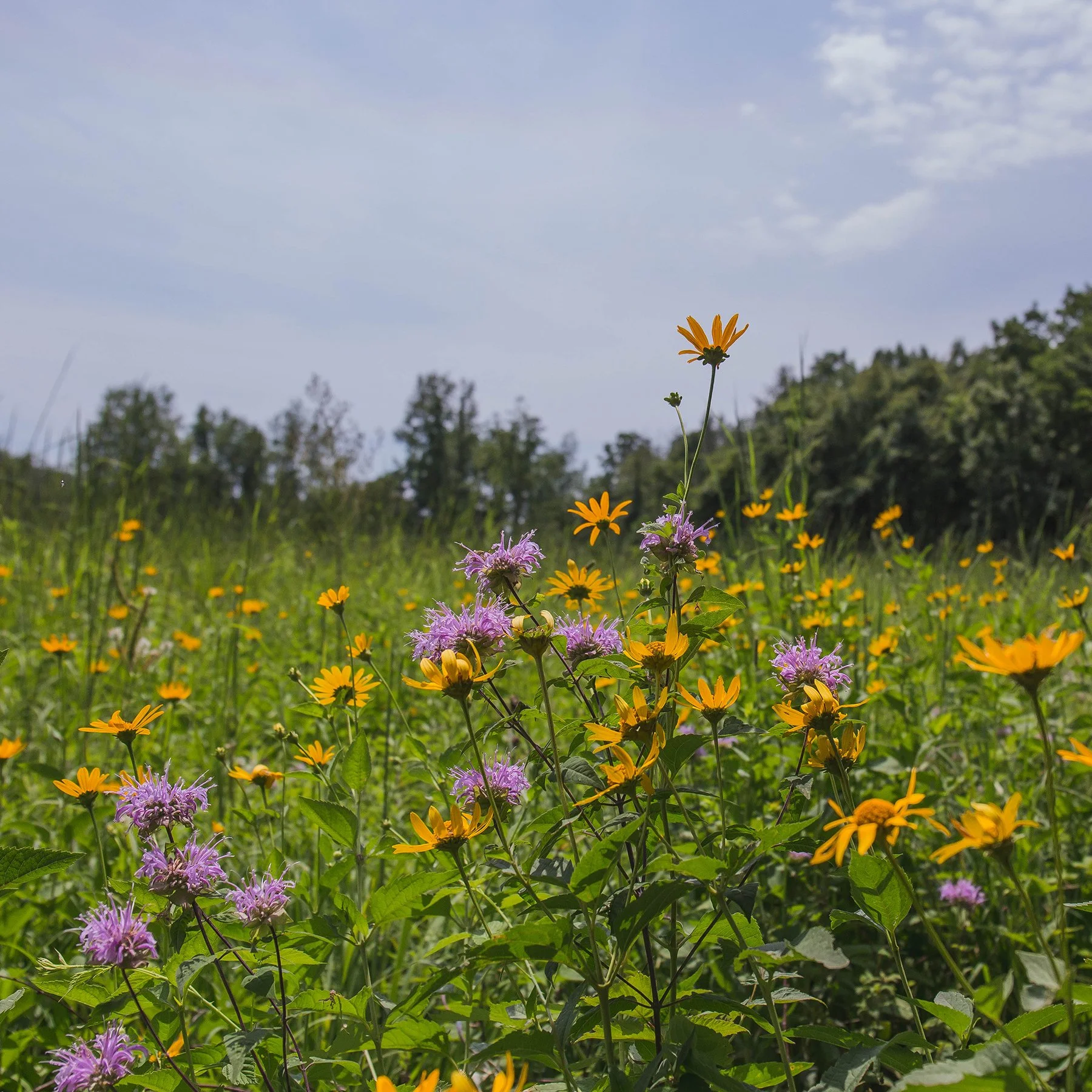 TALLGRASS PRAIRIE TOUR — Fernwood Botanical Garden
