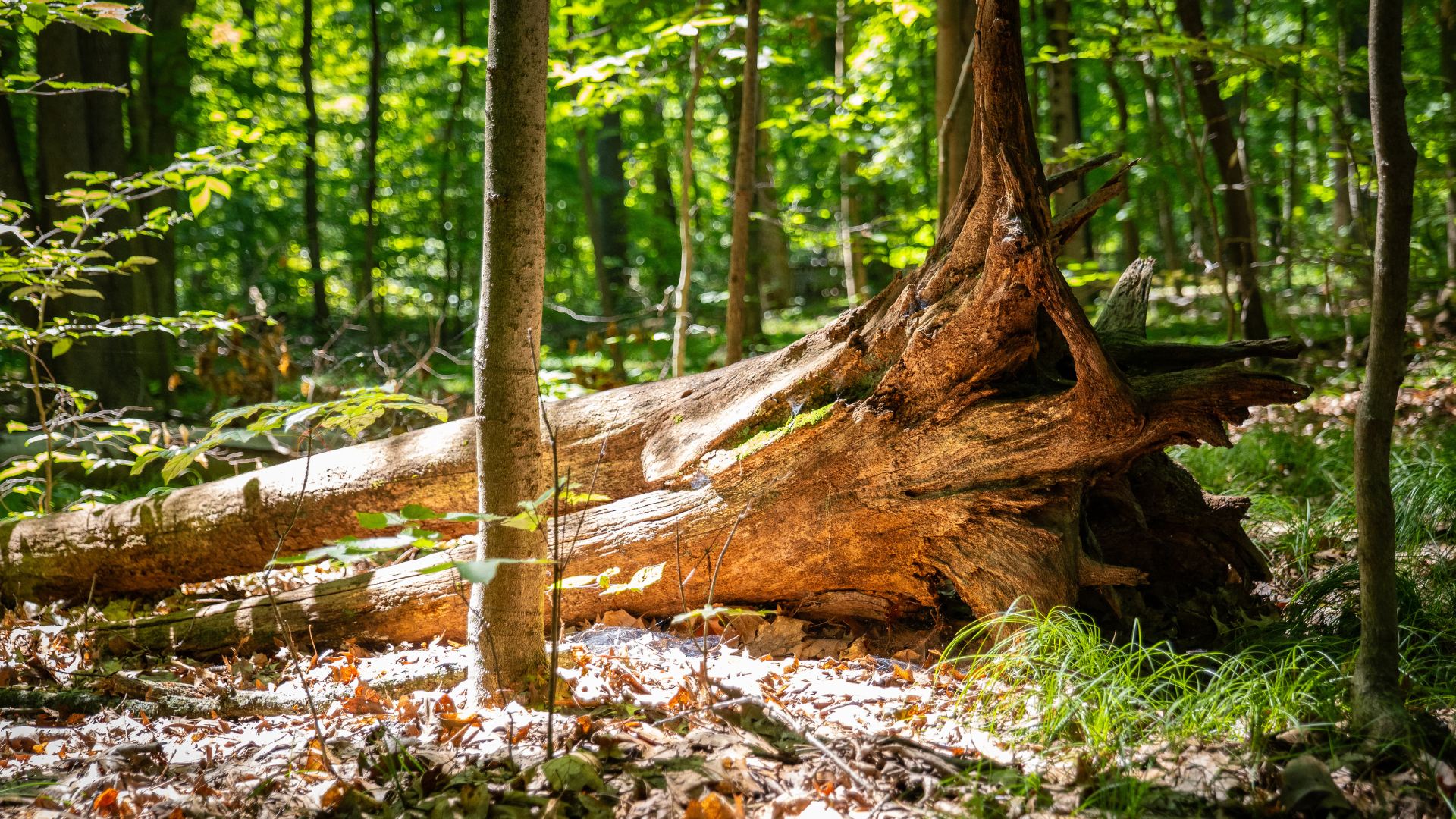 The Stumpery — Fernwood Botanical Garden