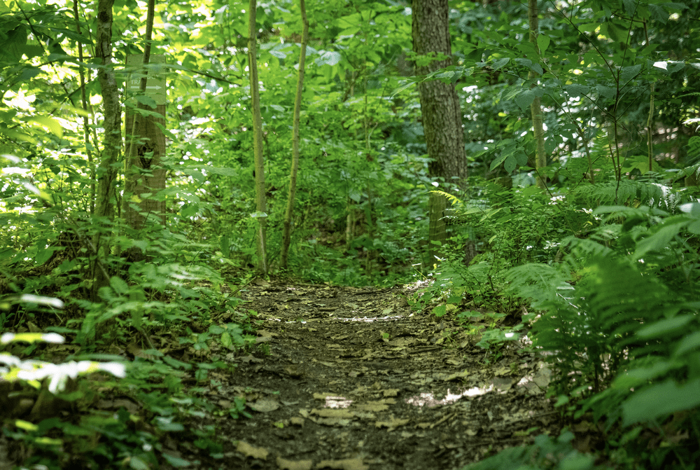 Nature Preserve & Trails — Fernwood Botanical Garden