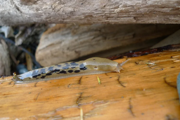 Slugs in Our Surroundings — Habitat Acquisition Trust