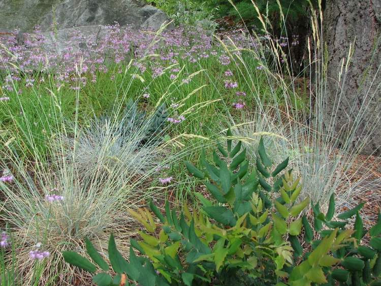 Top 10 Native Plants — Habitat Acquisition Trust
