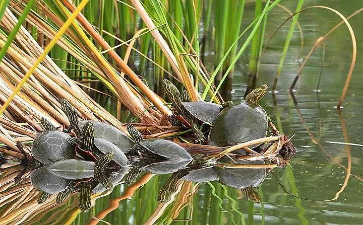 About Western Painted Turtles — Habitat Acquisition Trust