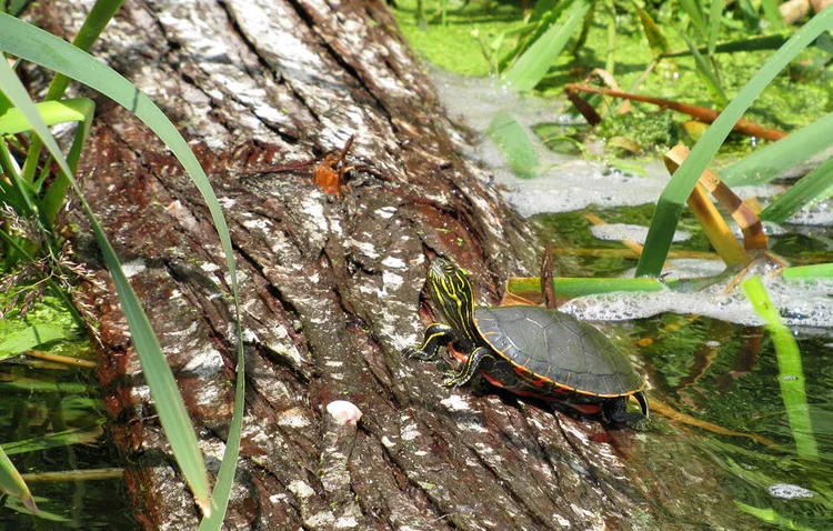 About Western Painted Turtles — Habitat Acquisition Trust