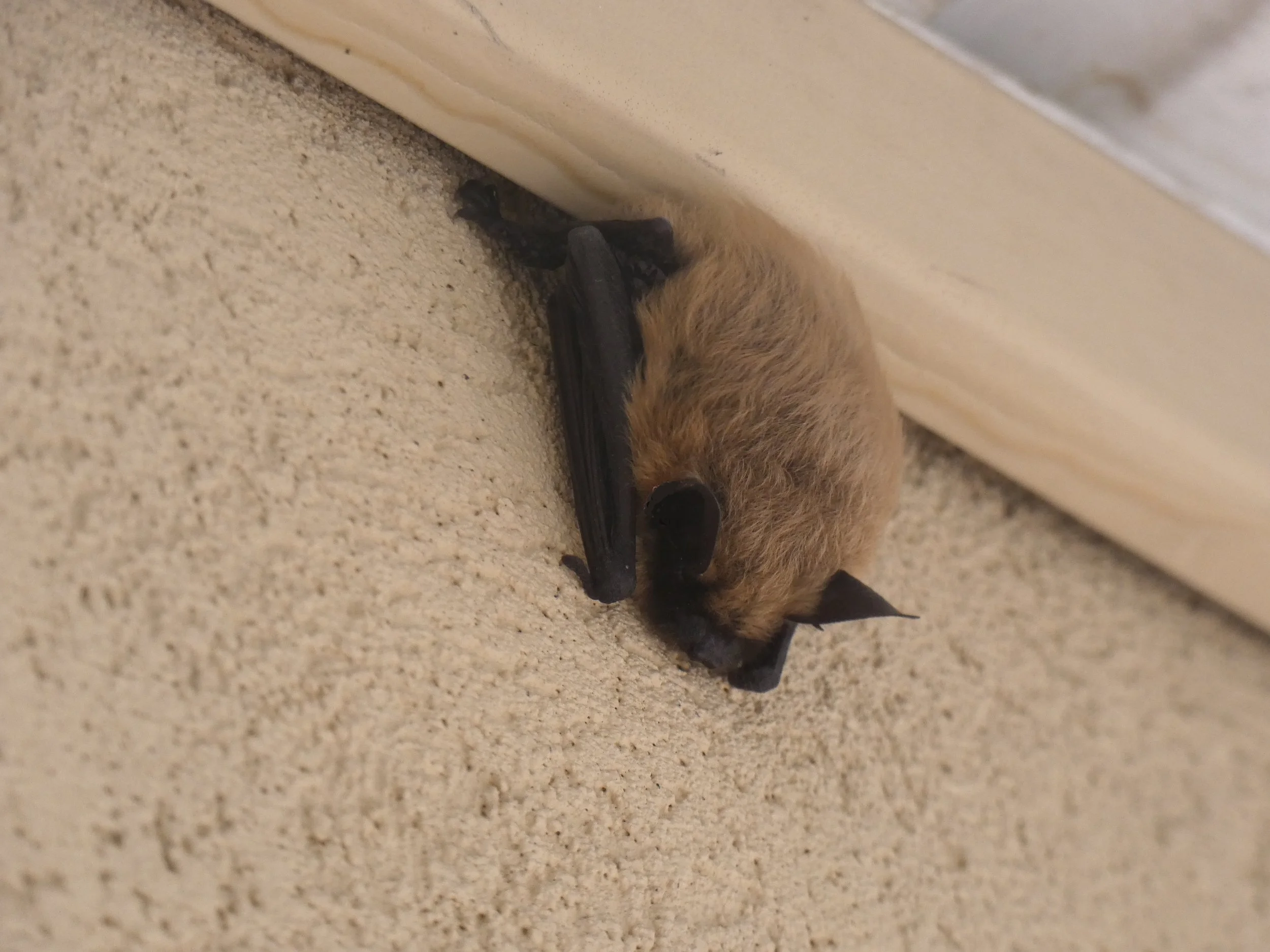 About Bats — Habitat Acquisition Trust