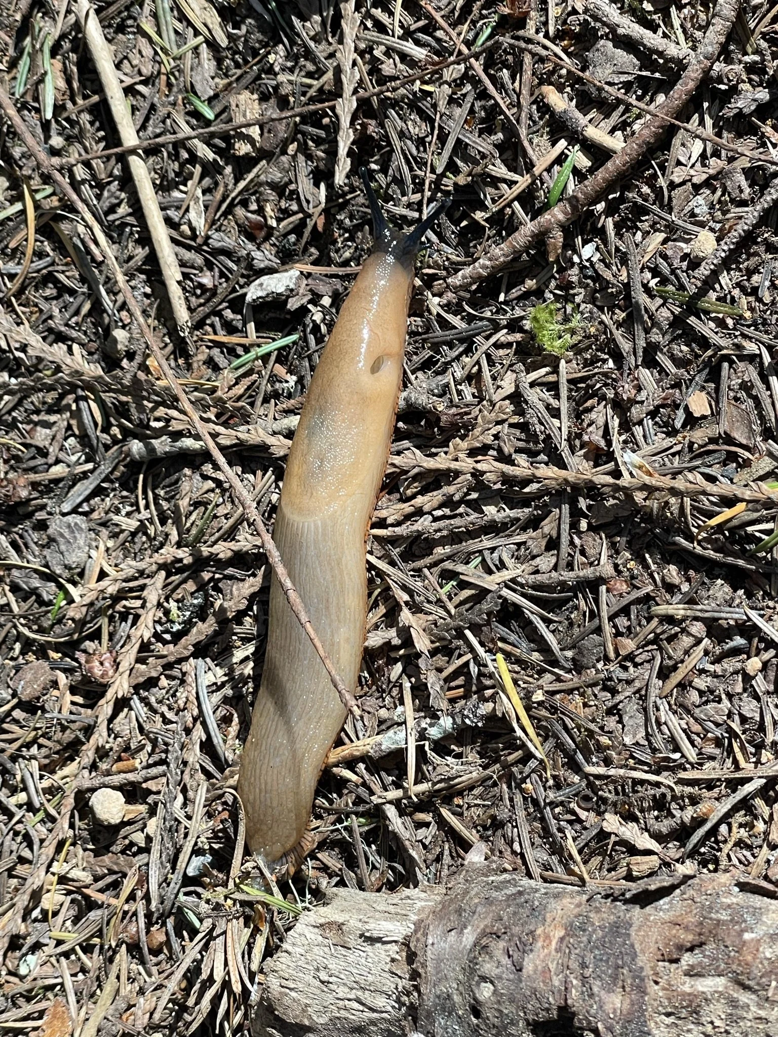 Spring searching for the elusive blue slug — Habitat Acquisition Trust