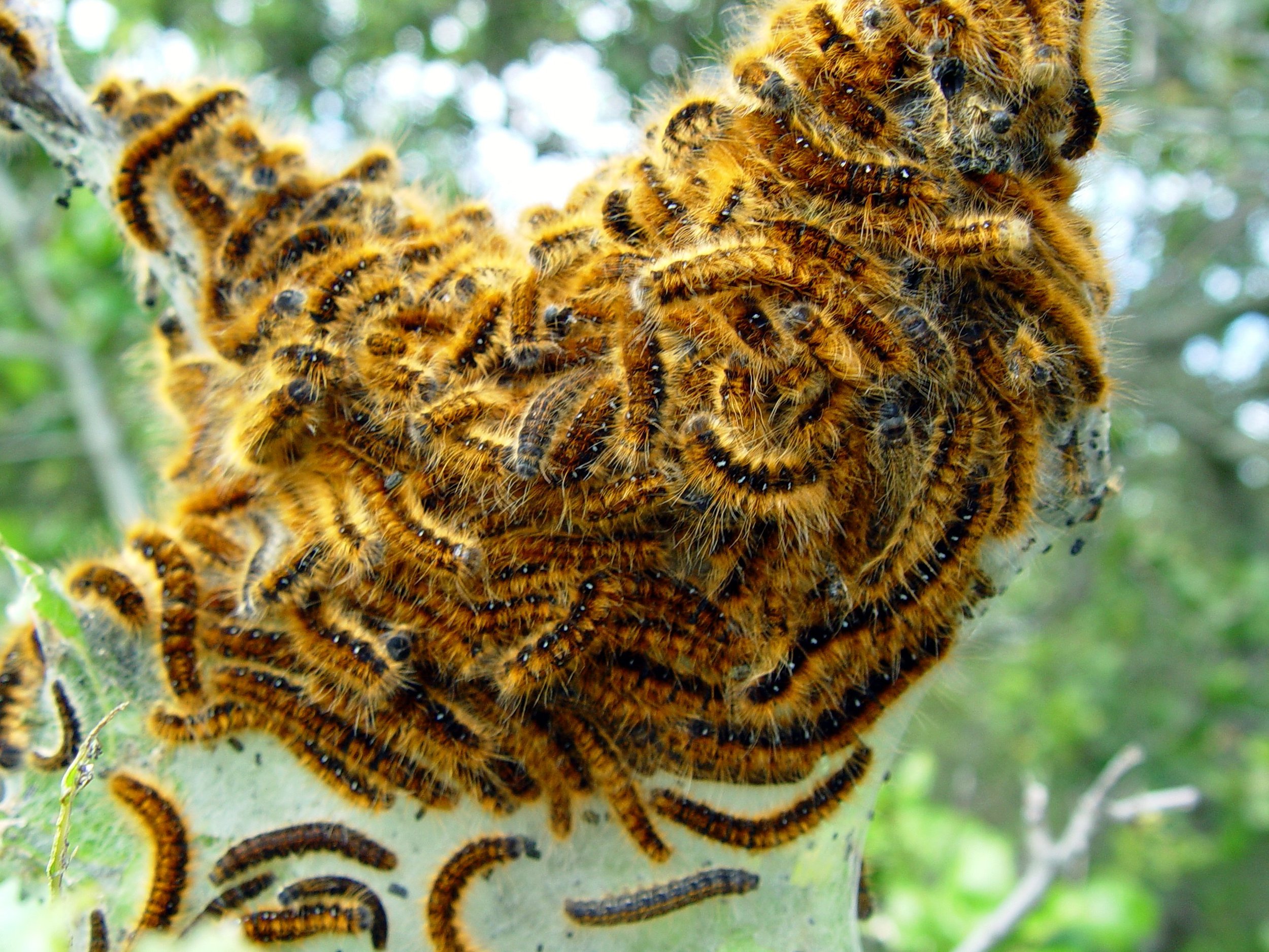 The Tent Caterpillar Truth — Habitat Acquisition Trust