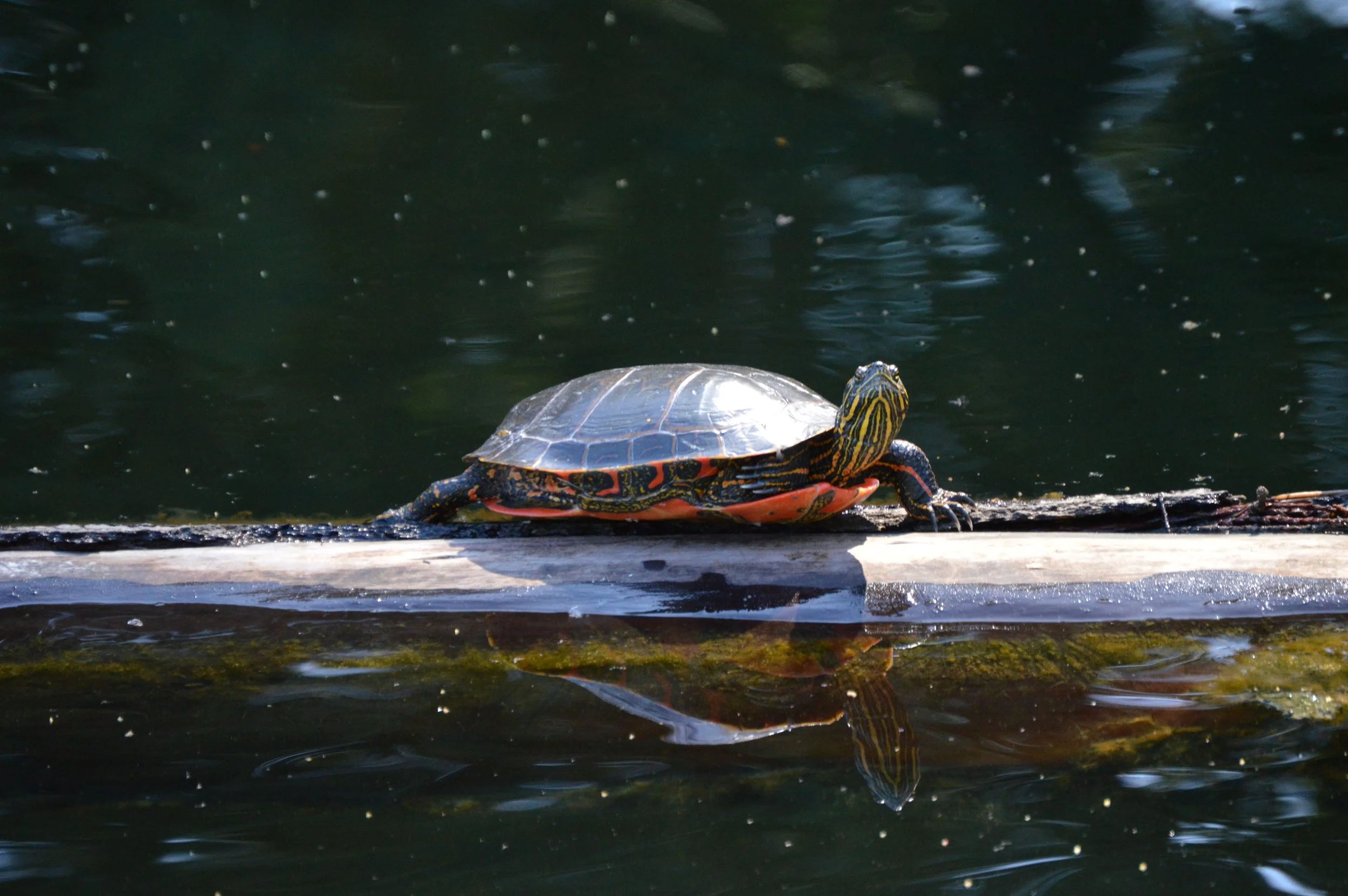 About Western Painted Turtles — Habitat Acquisition Trust