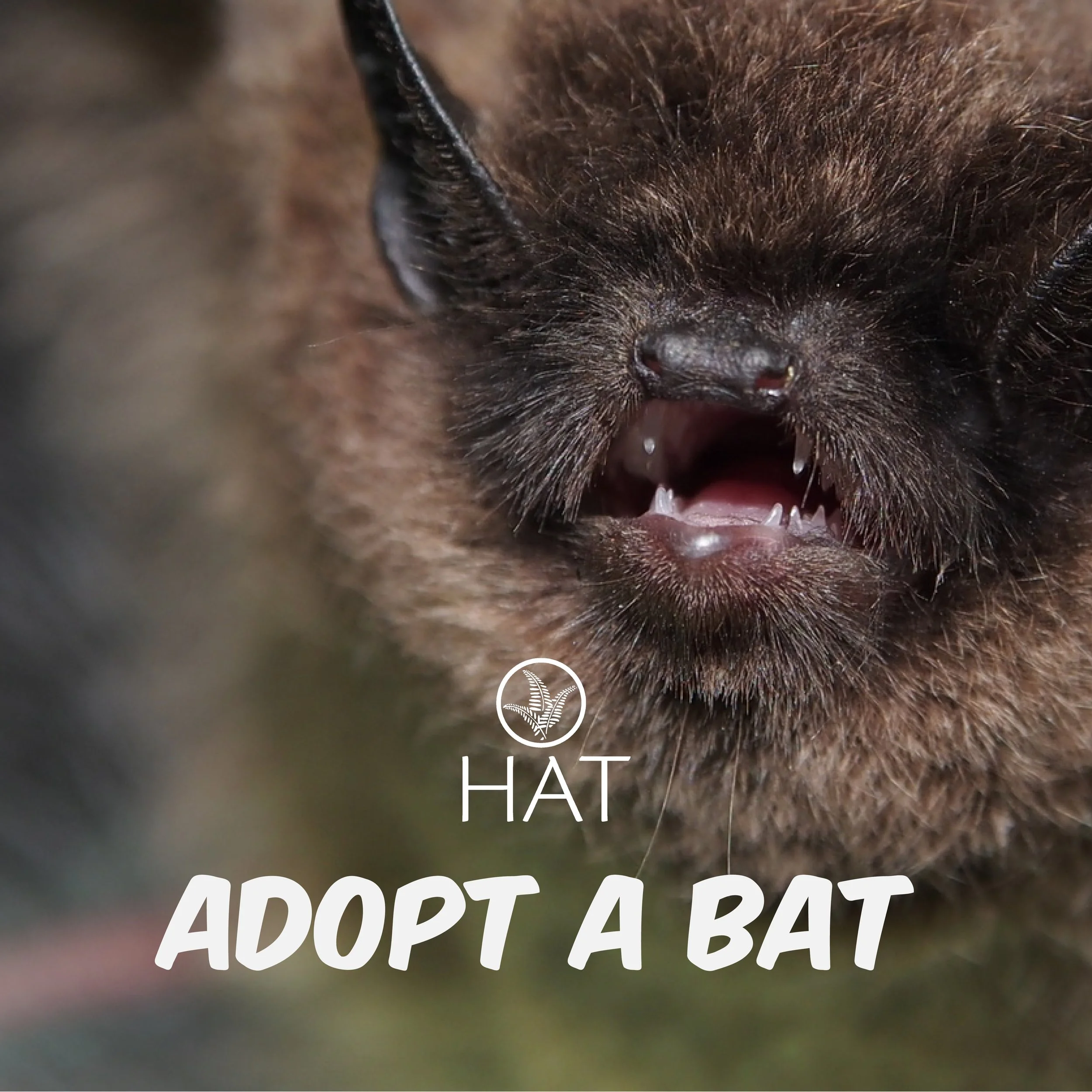 Shop — Habitat Acquisition Trust