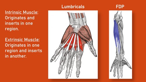What Climbers Should Know About Lumbricals (Pain After Climbing Pockets ...