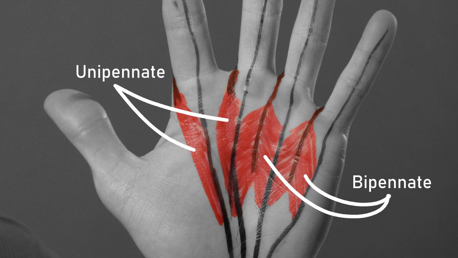 What Climbers Should Know About Lumbricals (Pain After Climbing Pockets ...