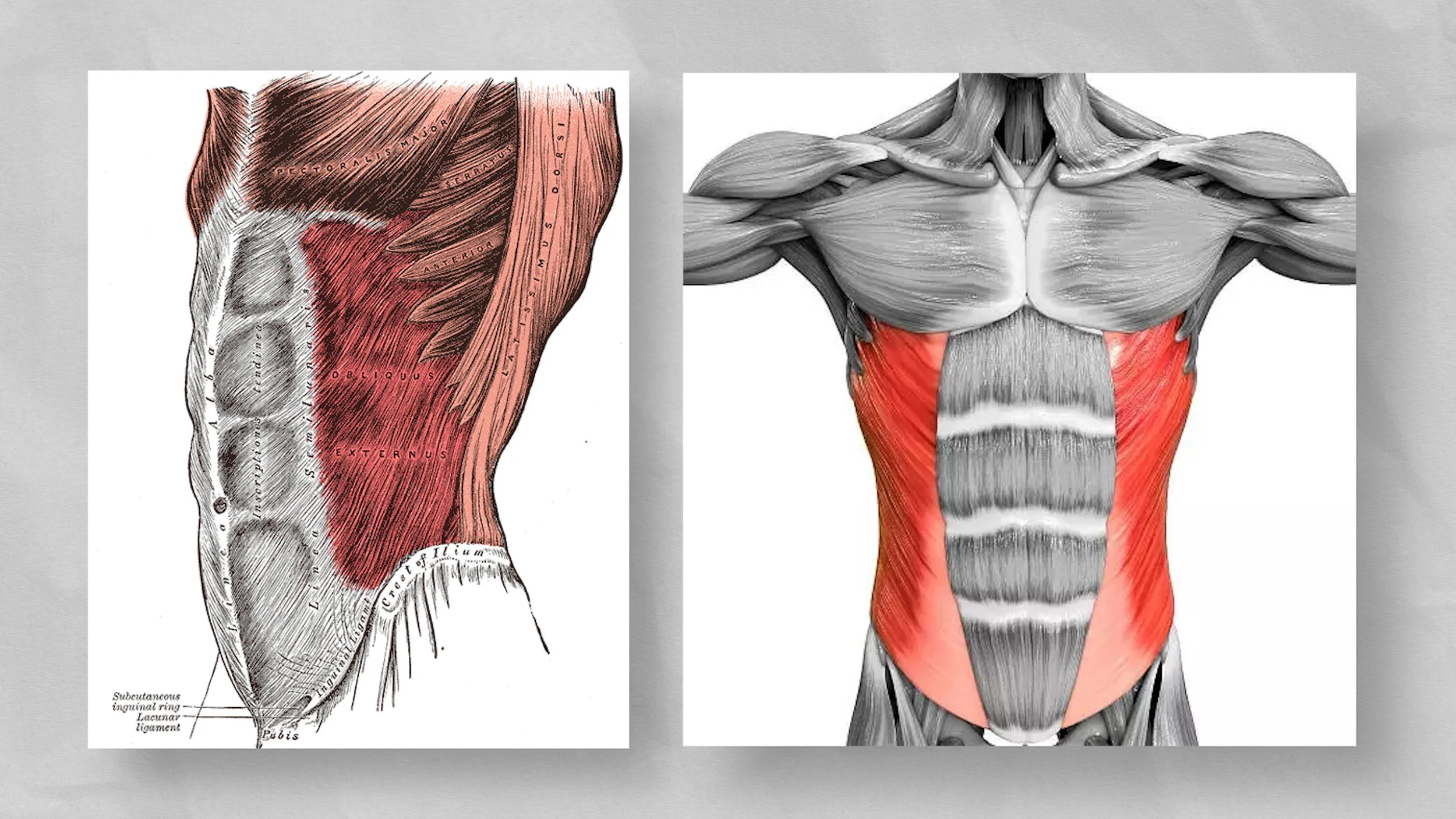 Top 10 UNDERTRAINED Muscles in Rock Climbers (Niche to Game Changing ...