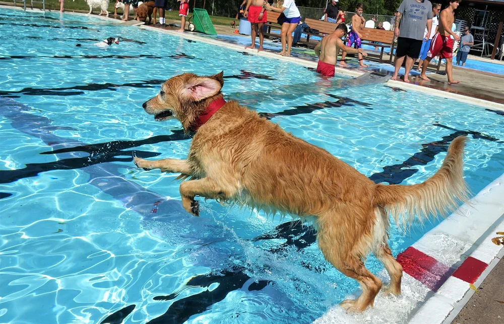Doggie Dip — Devon Manor Swim Club
