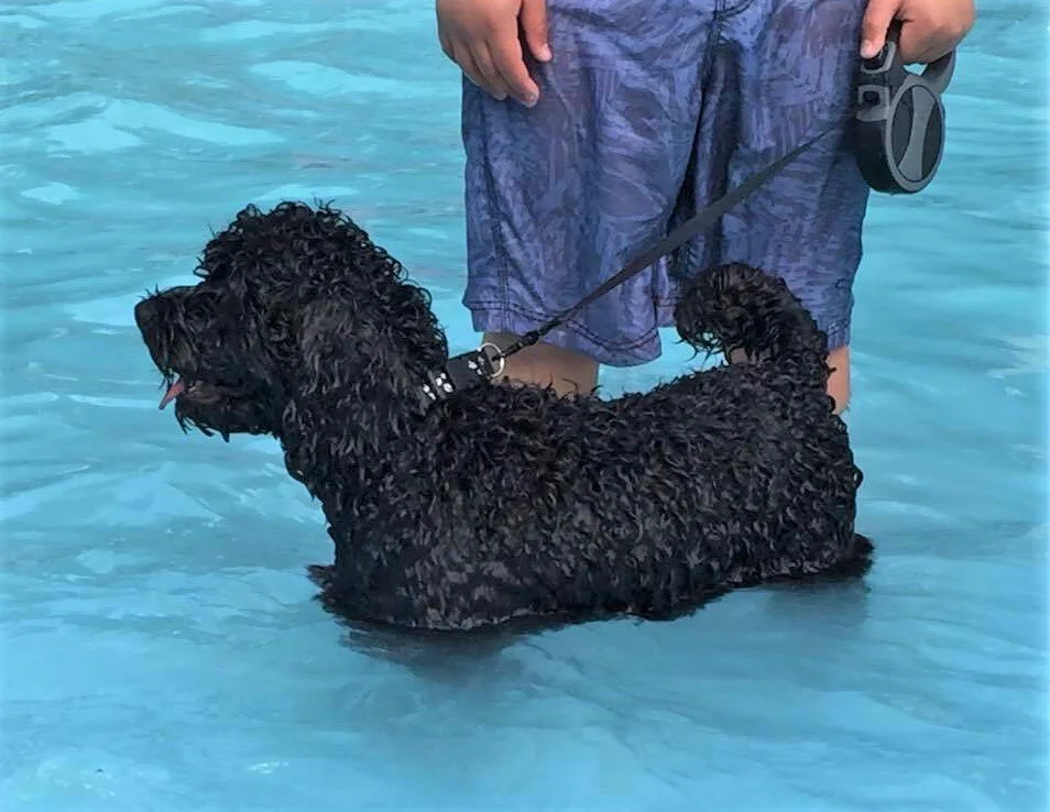 About — Devon Manor Swim Club