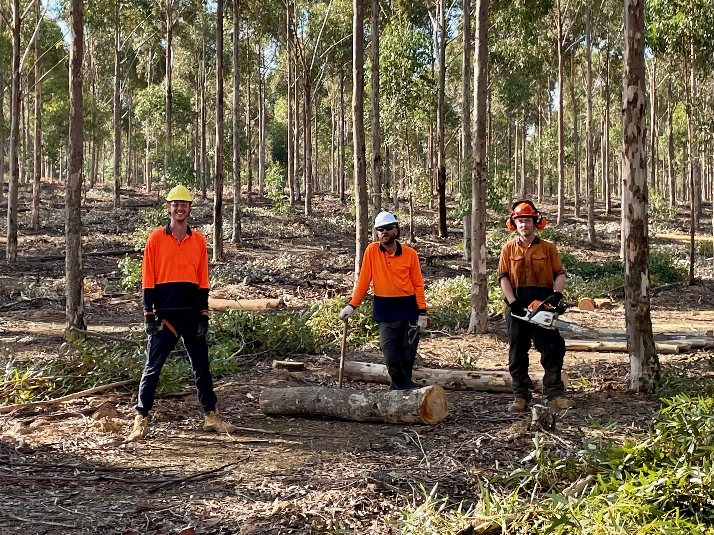 Regenerative Foresty — wood4good