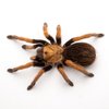 Mexican Blood Leg Tarantula (Aphonopelma bicoloratum) Care — The ...