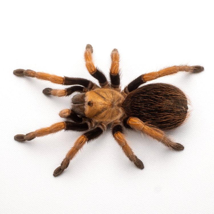 Mexican Blood Leg Tarantula (Aphonopelma bicoloratum) Care — The ...