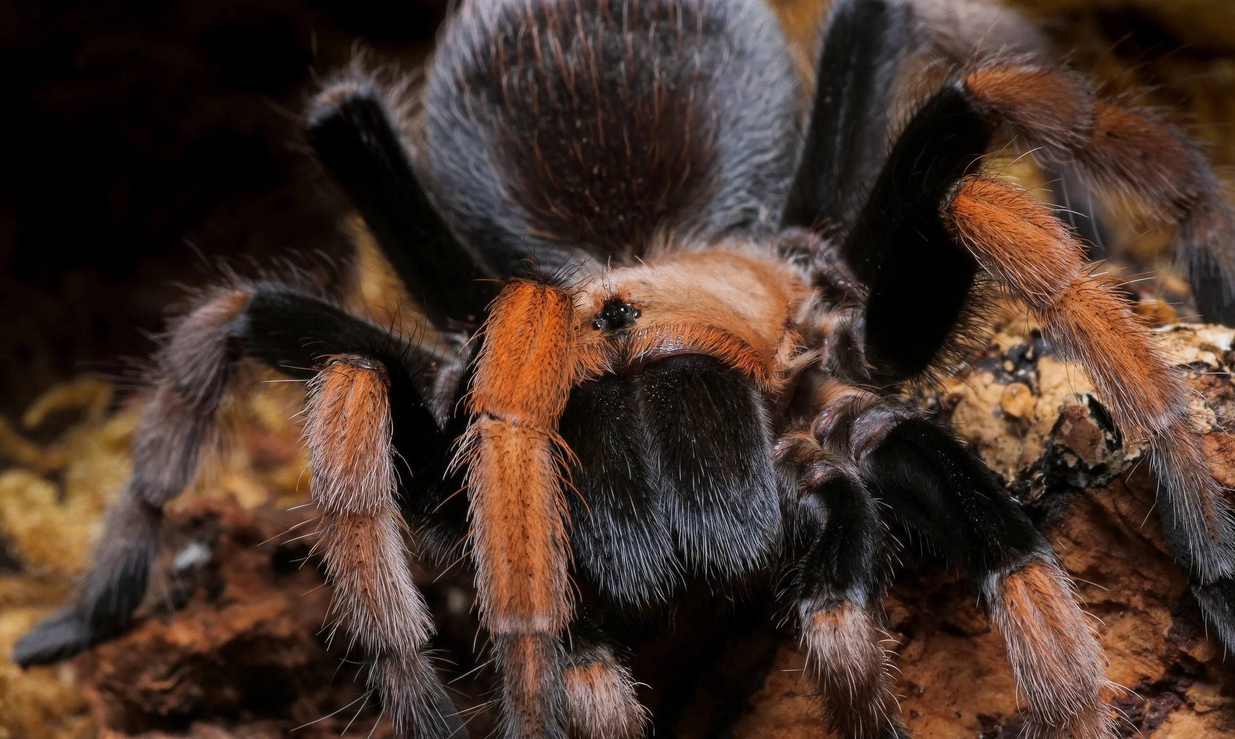 Mexican Blood Leg Tarantula (Aphonopelma bicoloratum) Care — The ...