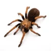 Mexican Blood Leg Tarantula (Aphonopelma bicoloratum) Care — The ...