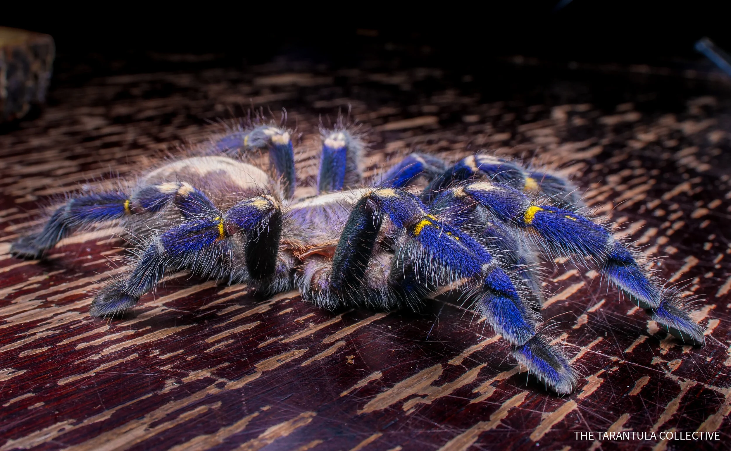 Gooty Sapphire Ornamental Tarantula (Poecilotheria metallica) Care ...