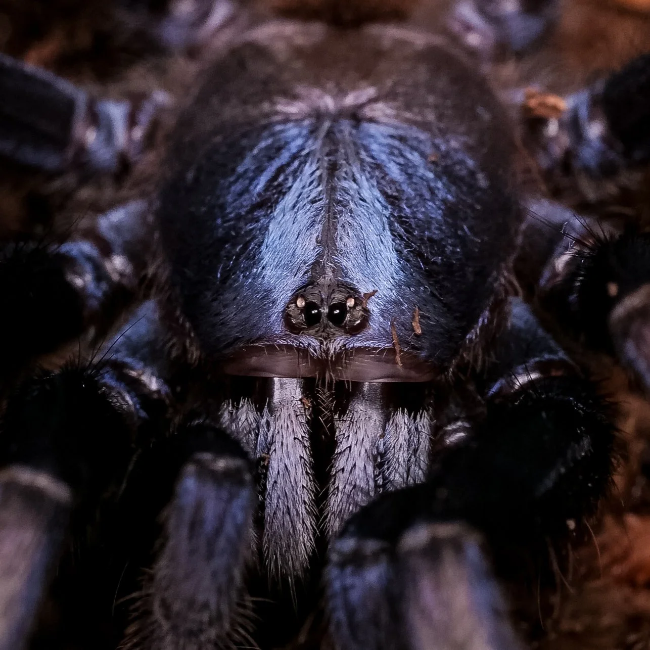 Haploclastus devamatha — The Tarantula Collective