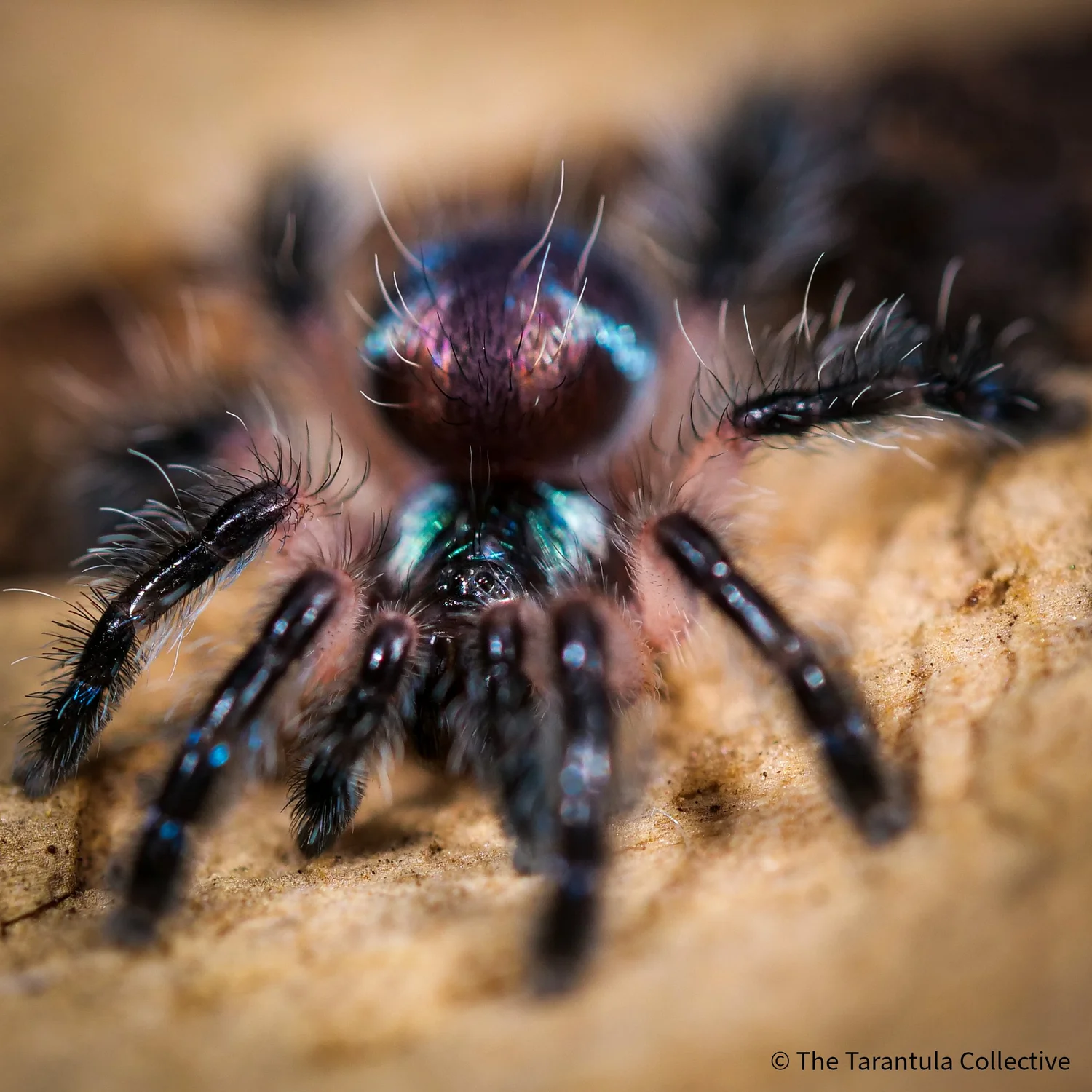 Typhochlaena seladonia — The Tarantula Collective