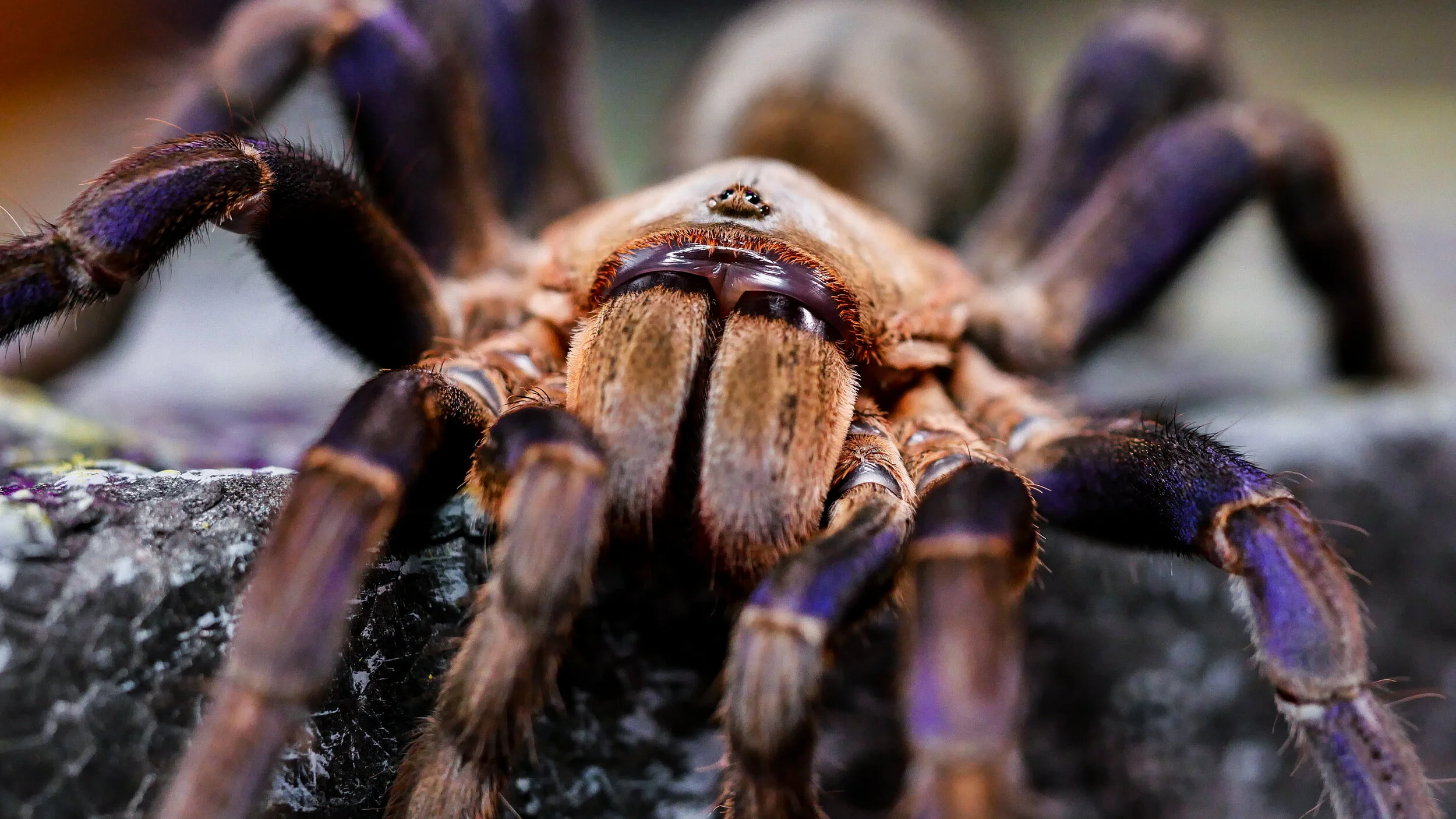 Cobalt Blue Tarantula Spiderling