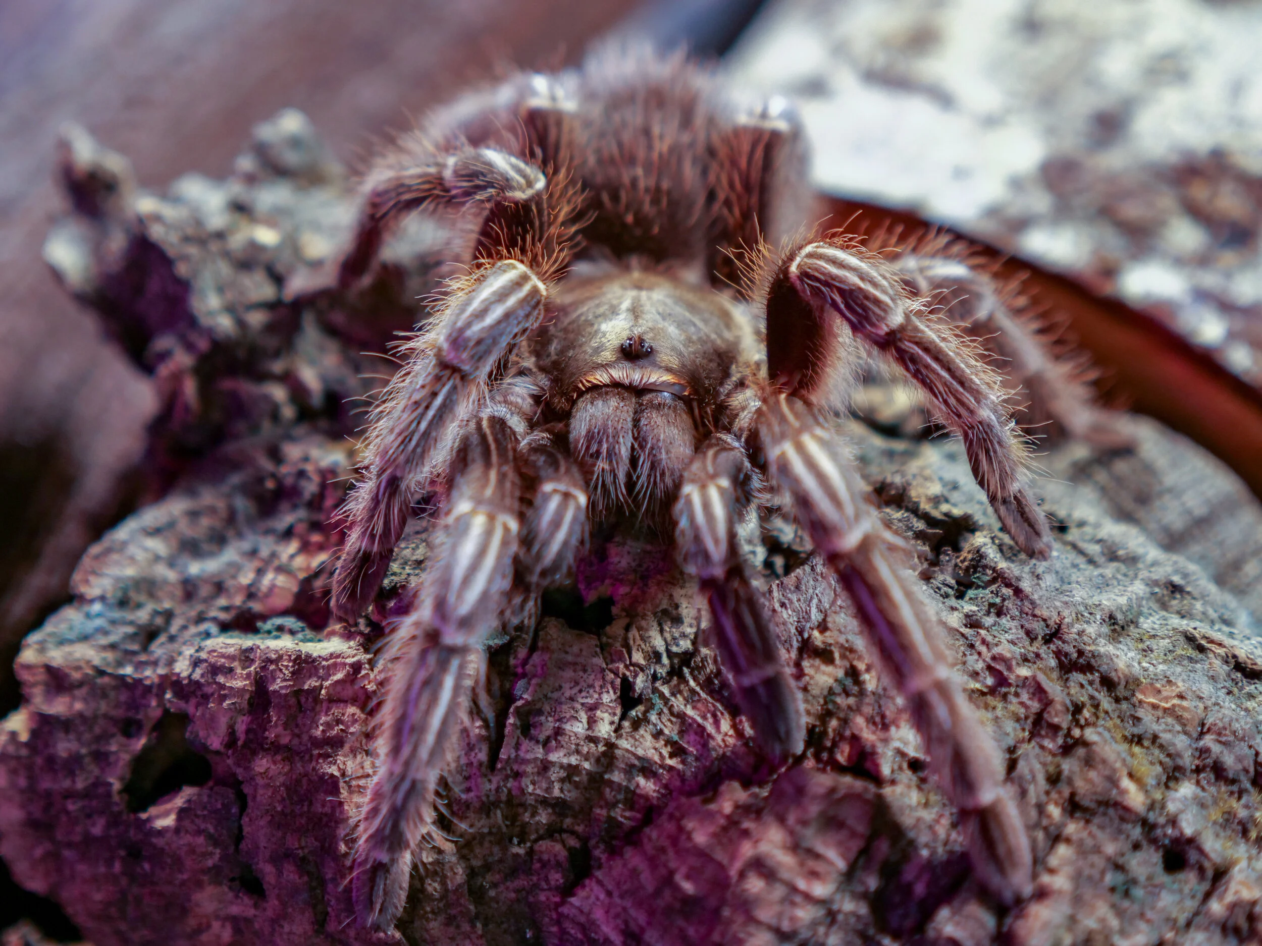 Aphonopelma seemanni Care — The Tarantula Collective