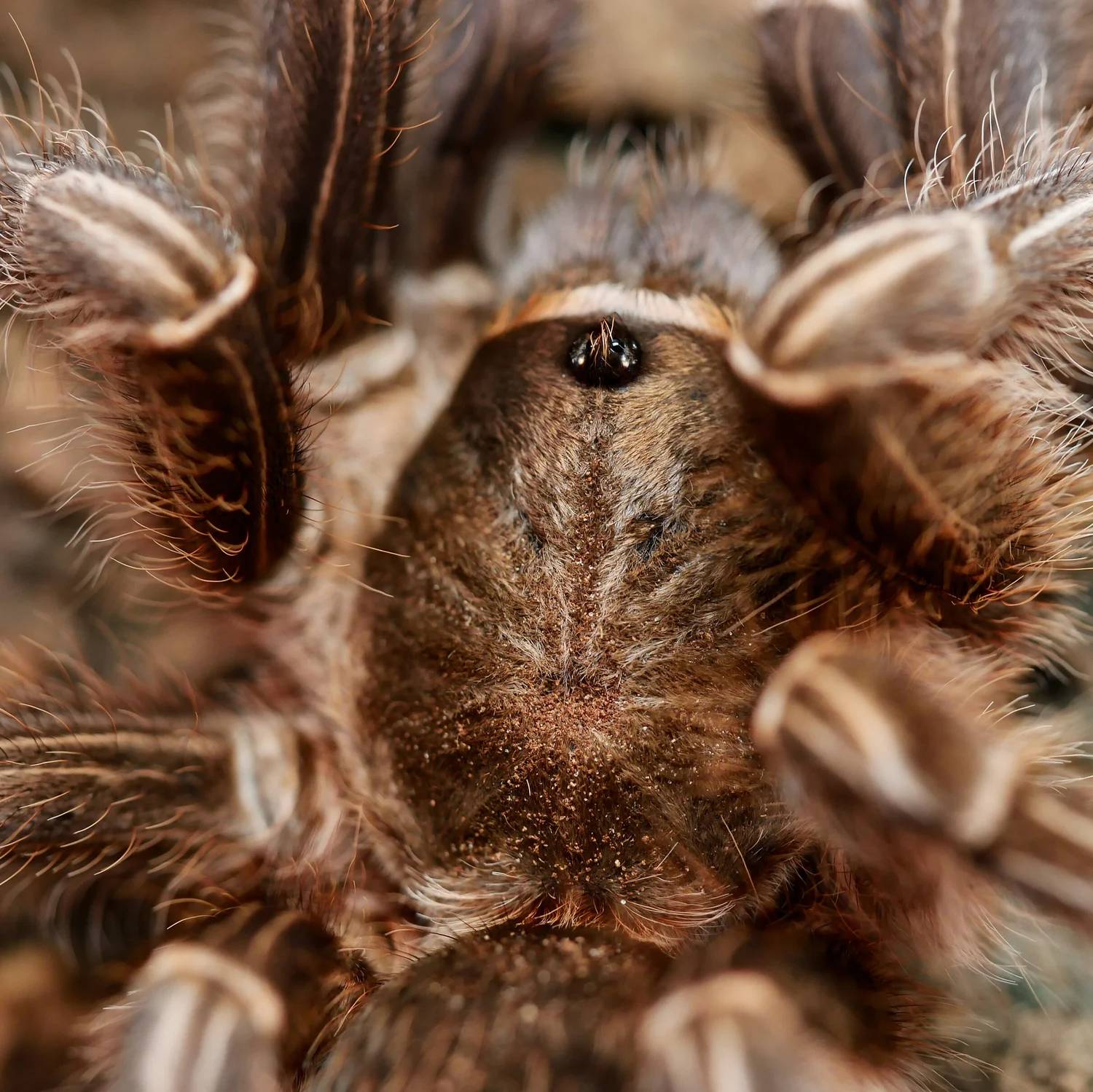 Aphonopelma seemanni Care — The Tarantula Collective