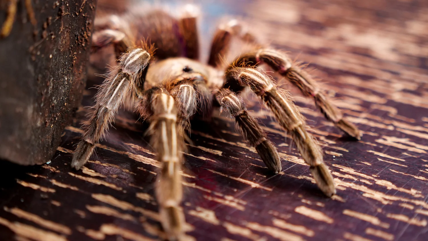 Aphonopelma seemanni Care — The Tarantula Collective