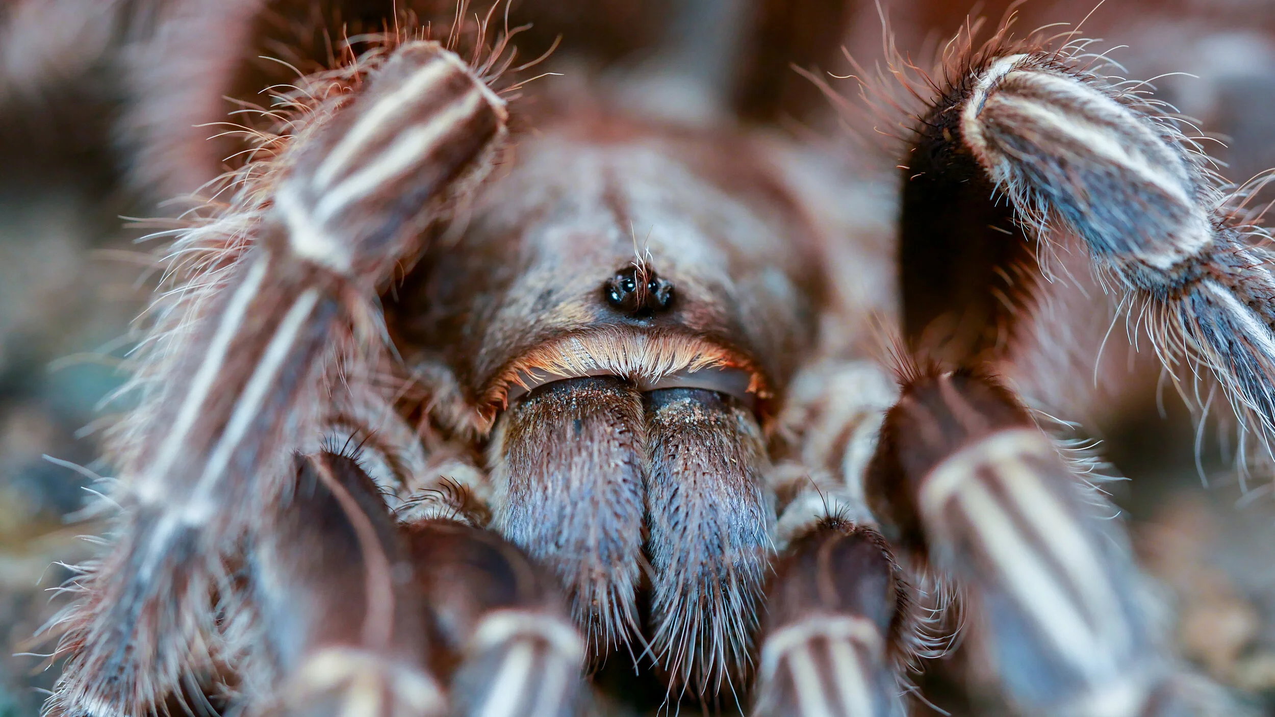 Aphonopelma seemanni Care — The Tarantula Collective