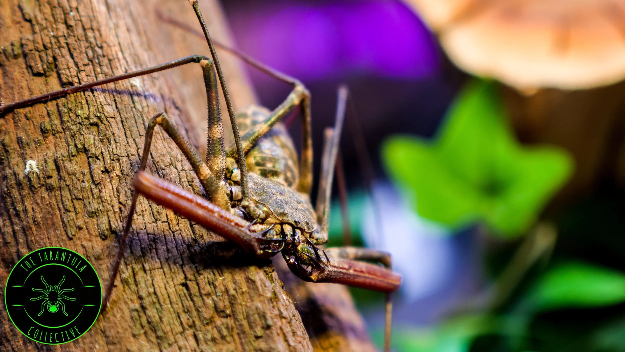 Damon medius — The Tarantula Collective