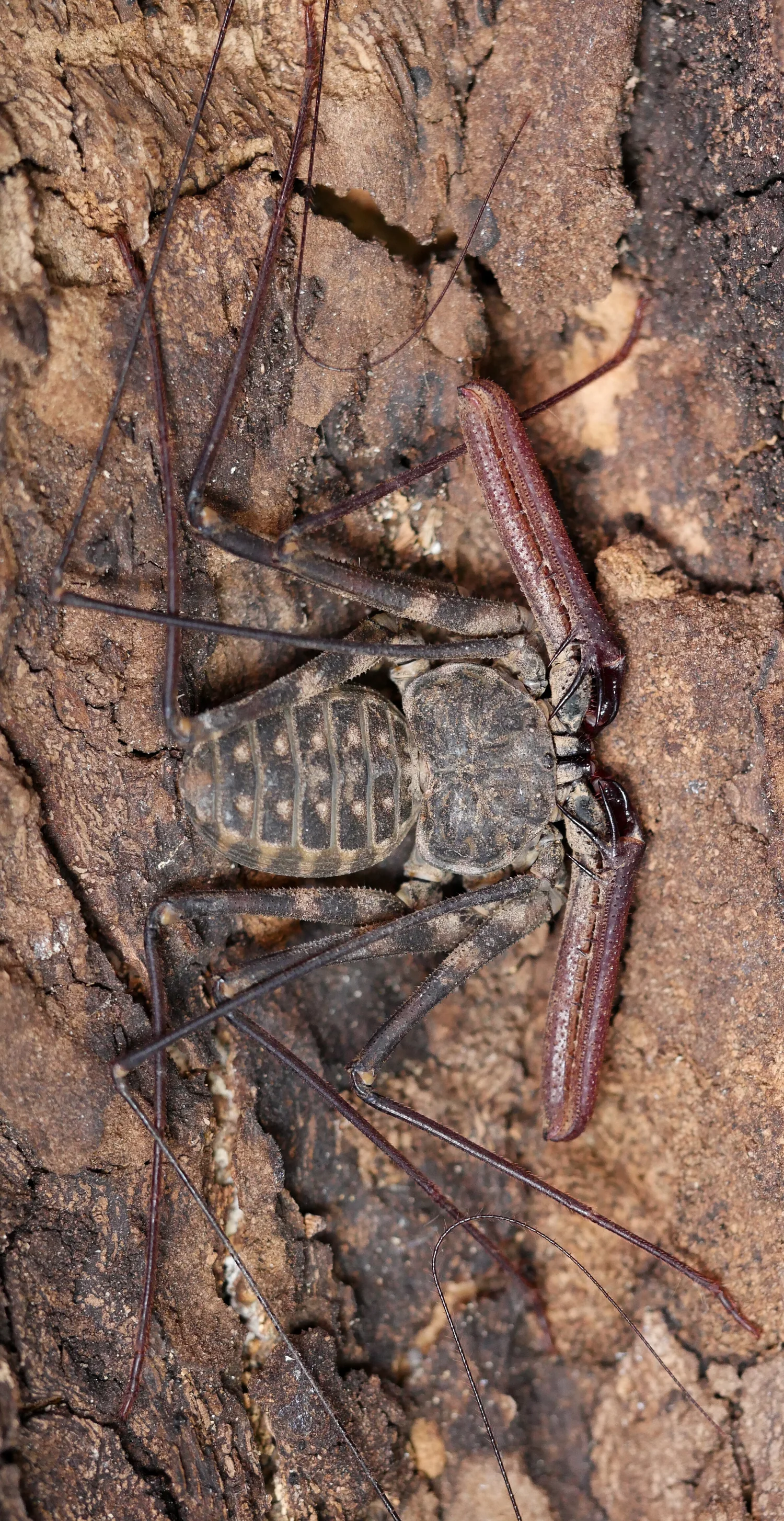 Damon medius — The Tarantula Collective