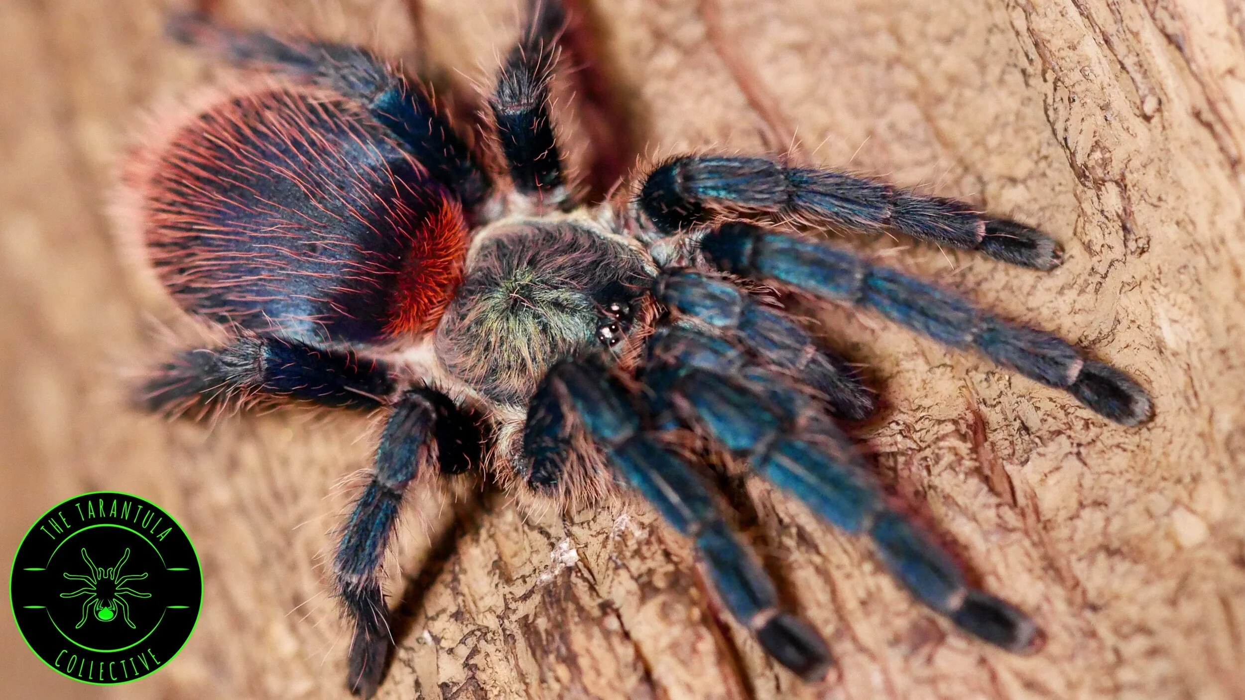 Dolichothele diamantinensis Care — The Tarantula Collective