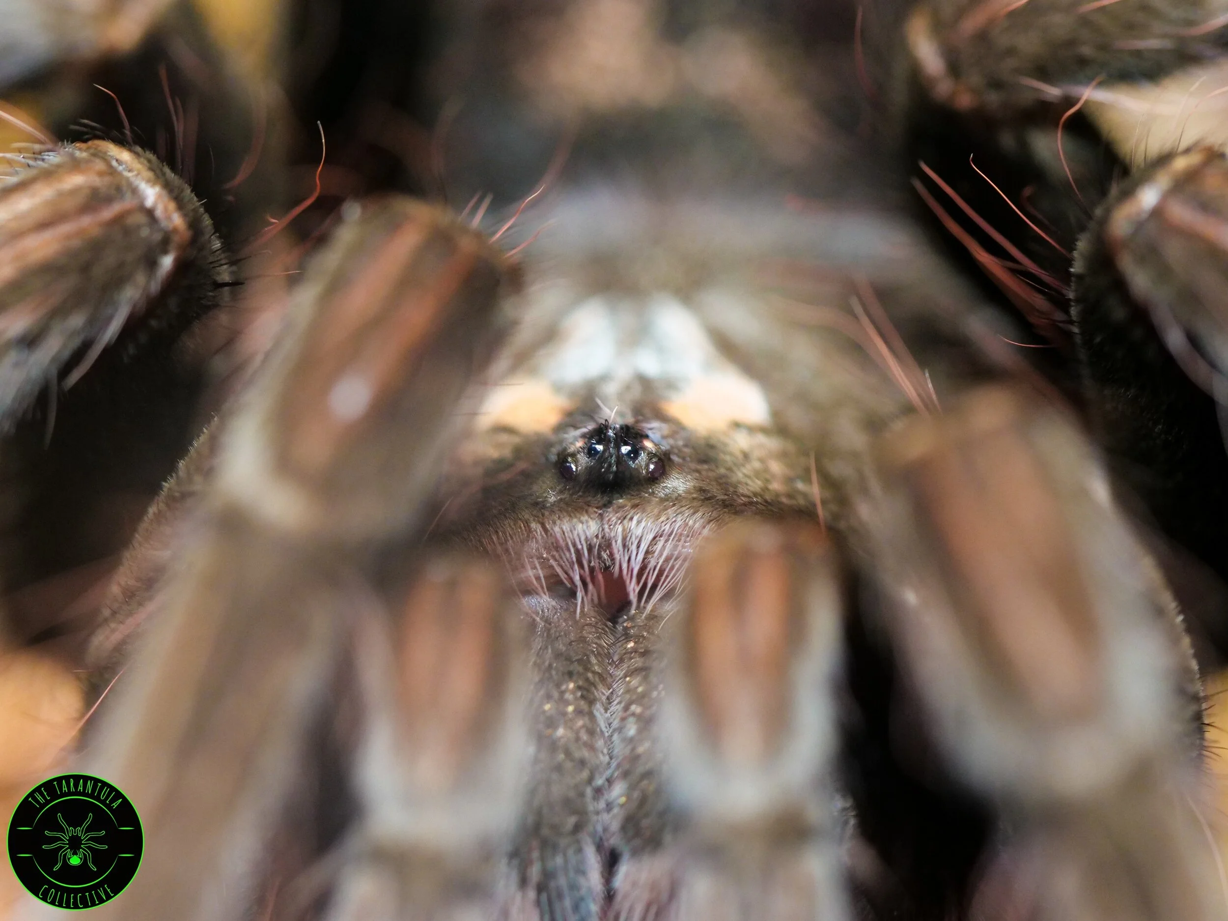 Pink Bloom Tarantula (Pamphobeteus sp. Platyomma) Care — The Tarantula ...