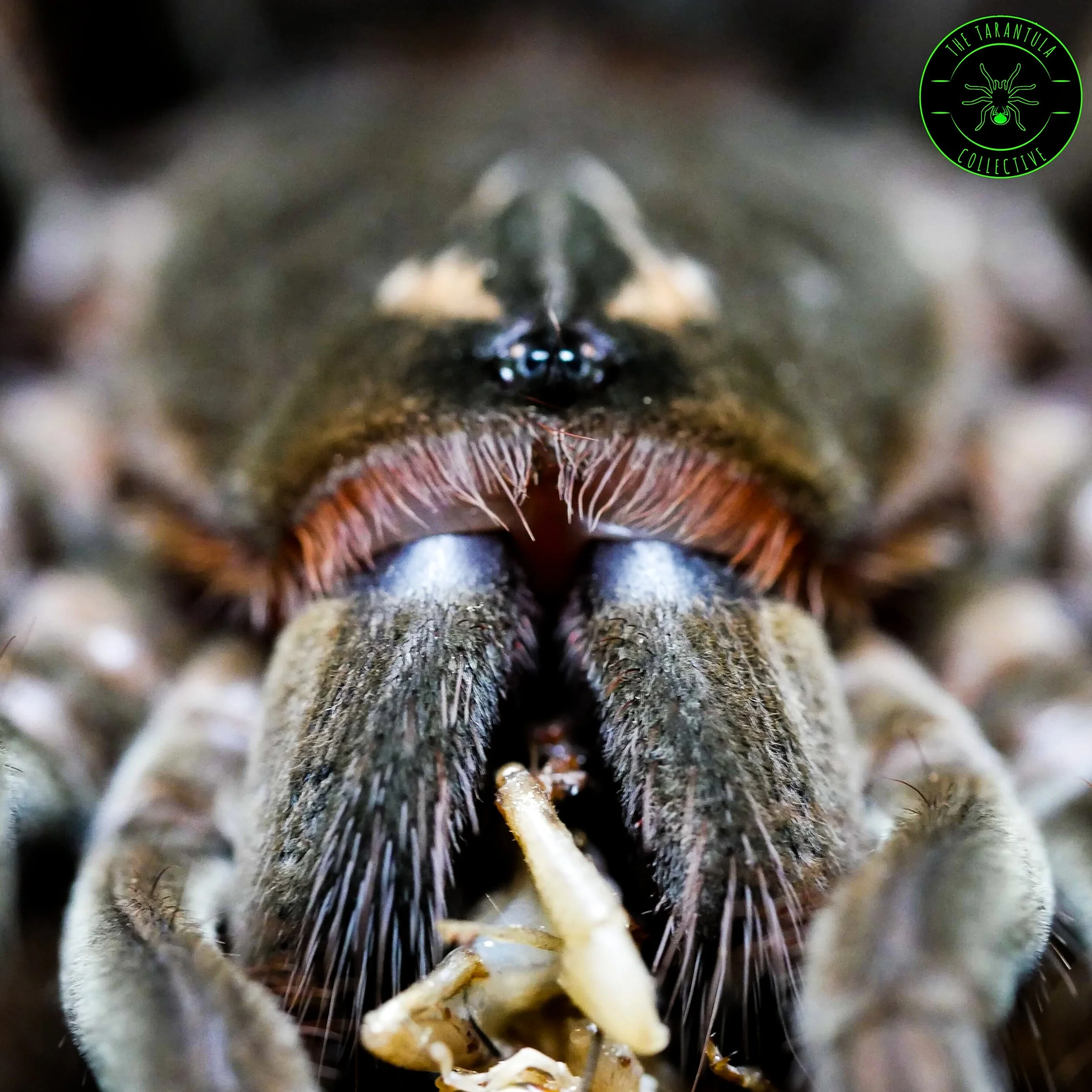 Pink Bloom Tarantula (Pamphobeteus sp. Platyomma) Care — The Tarantula ...