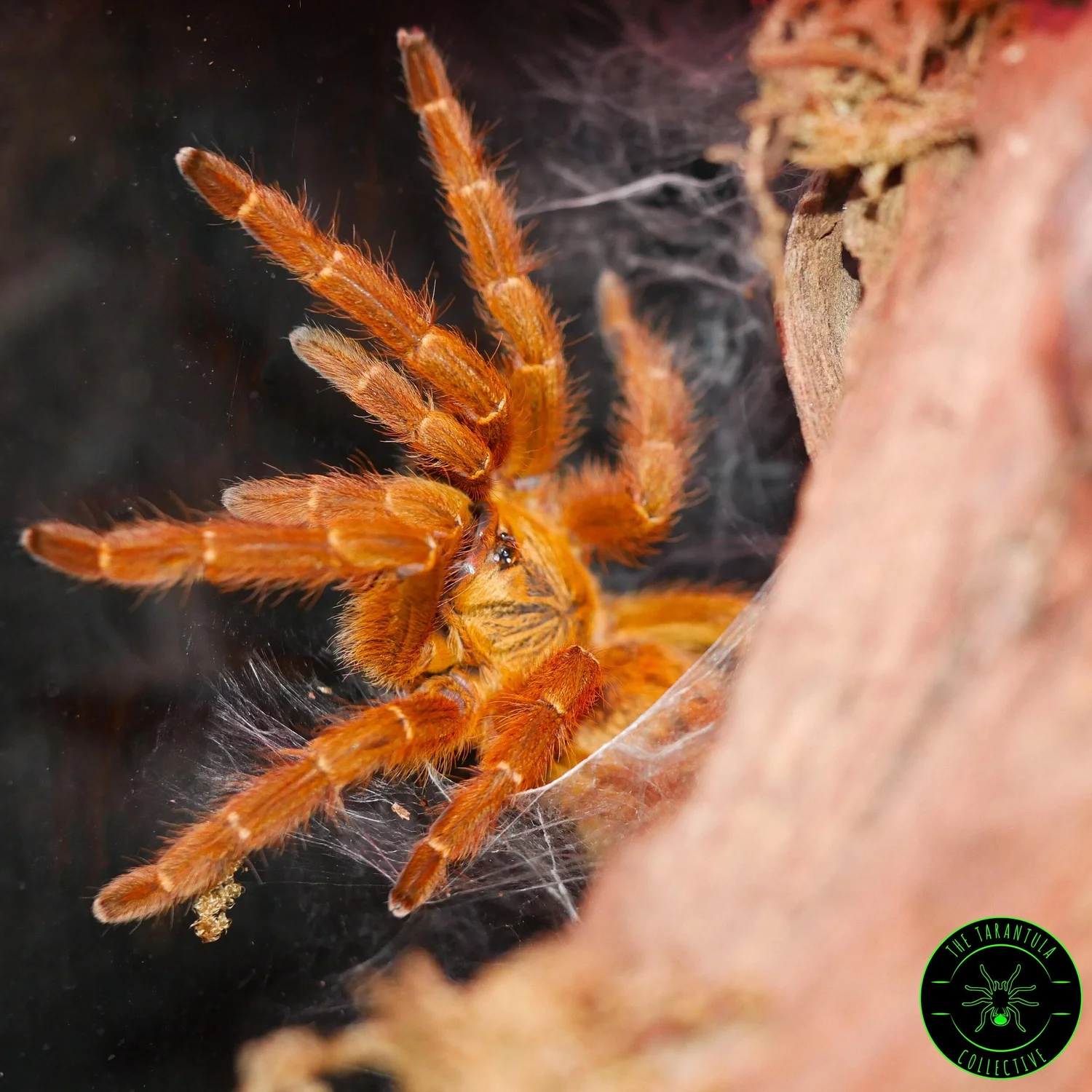 Orange Baboon Tarantula (Pterinochilus murinus) Care — The Tarantula ...