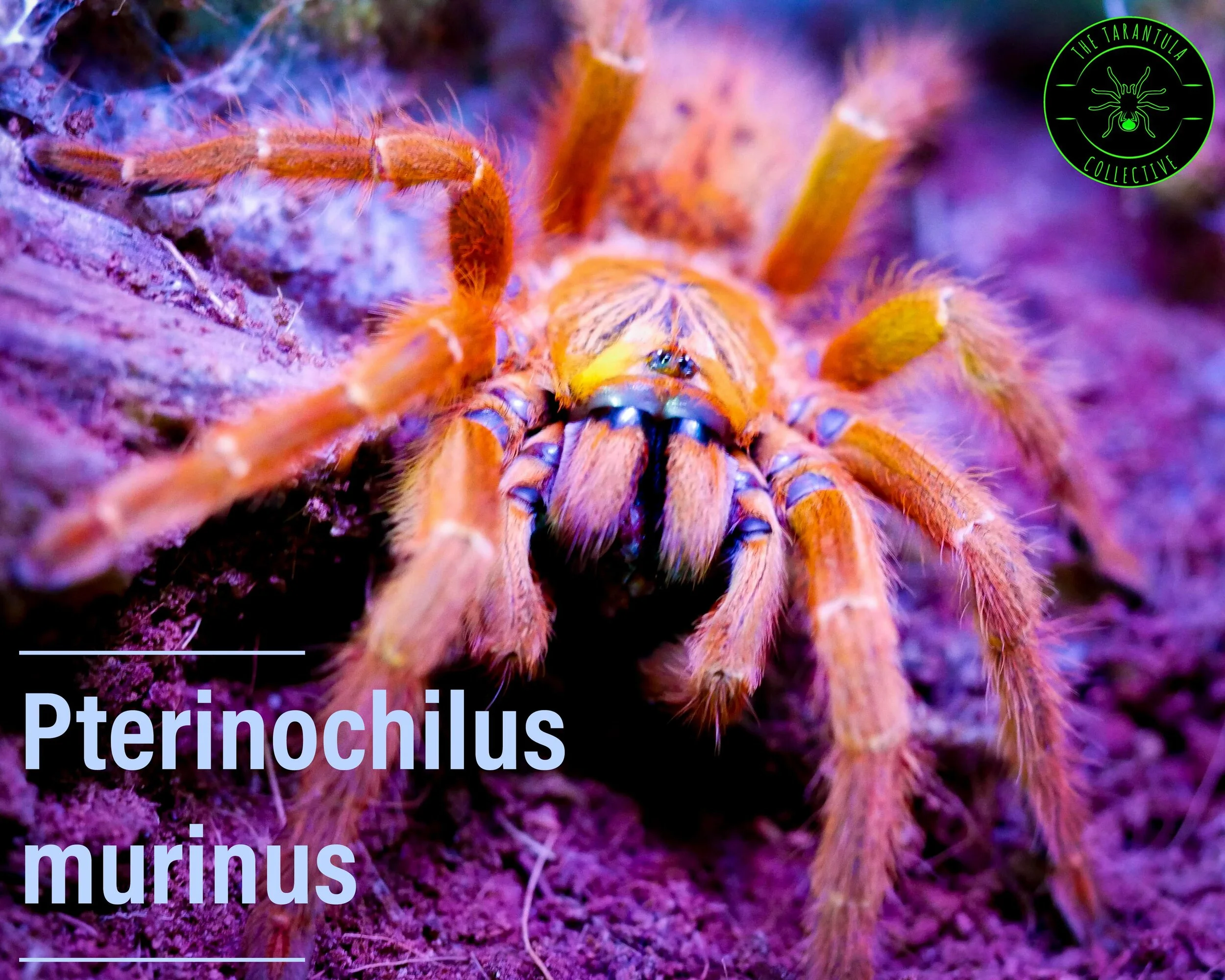 Orange Baboon Tarantula (Pterinochilus murinus) Care — The Tarantula ...