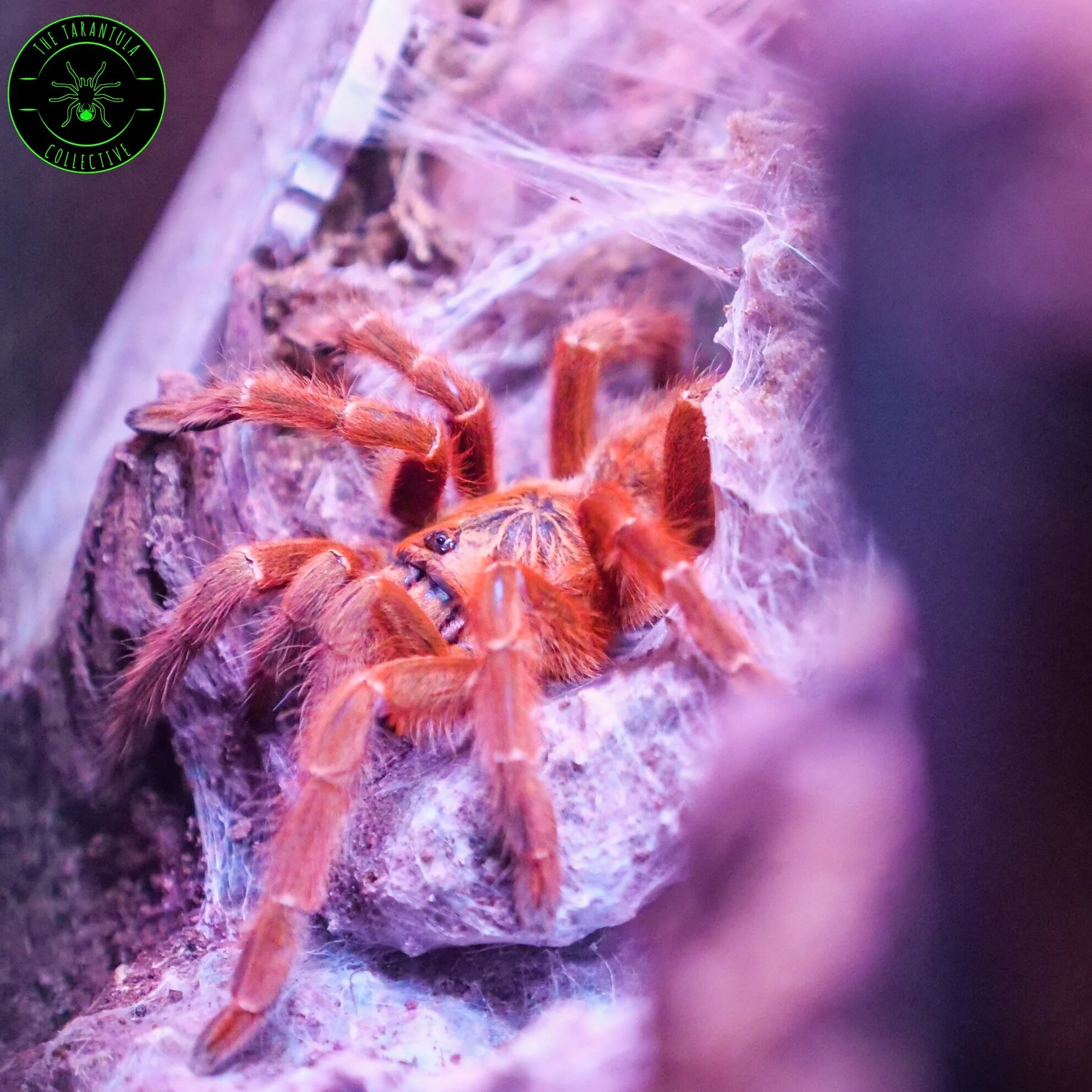 Orange Baboon Tarantula (Pterinochilus murinus) Care — The Tarantula ...